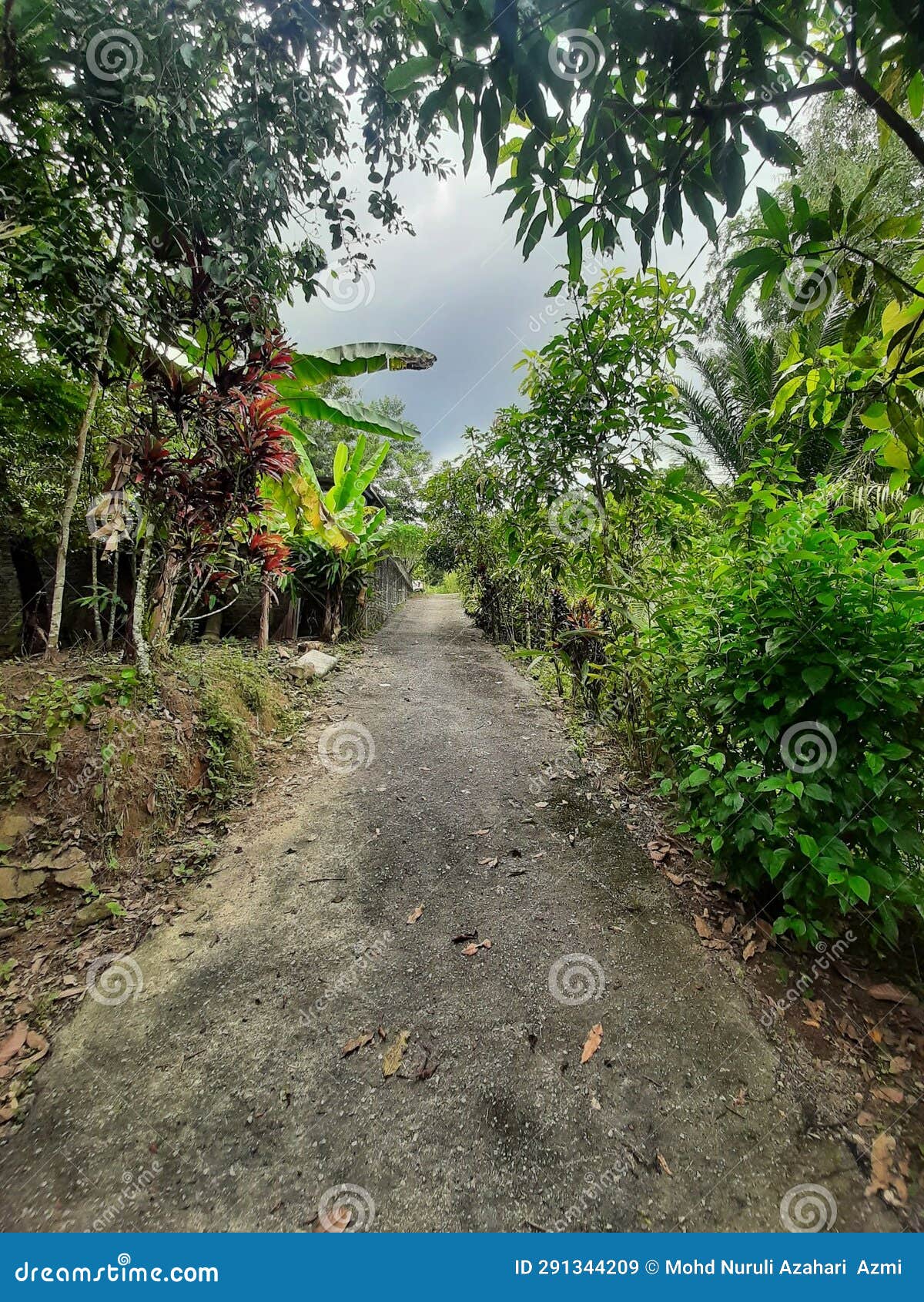 Small Road in Small Village with Alot of Bushy Stock Image - Image of ...