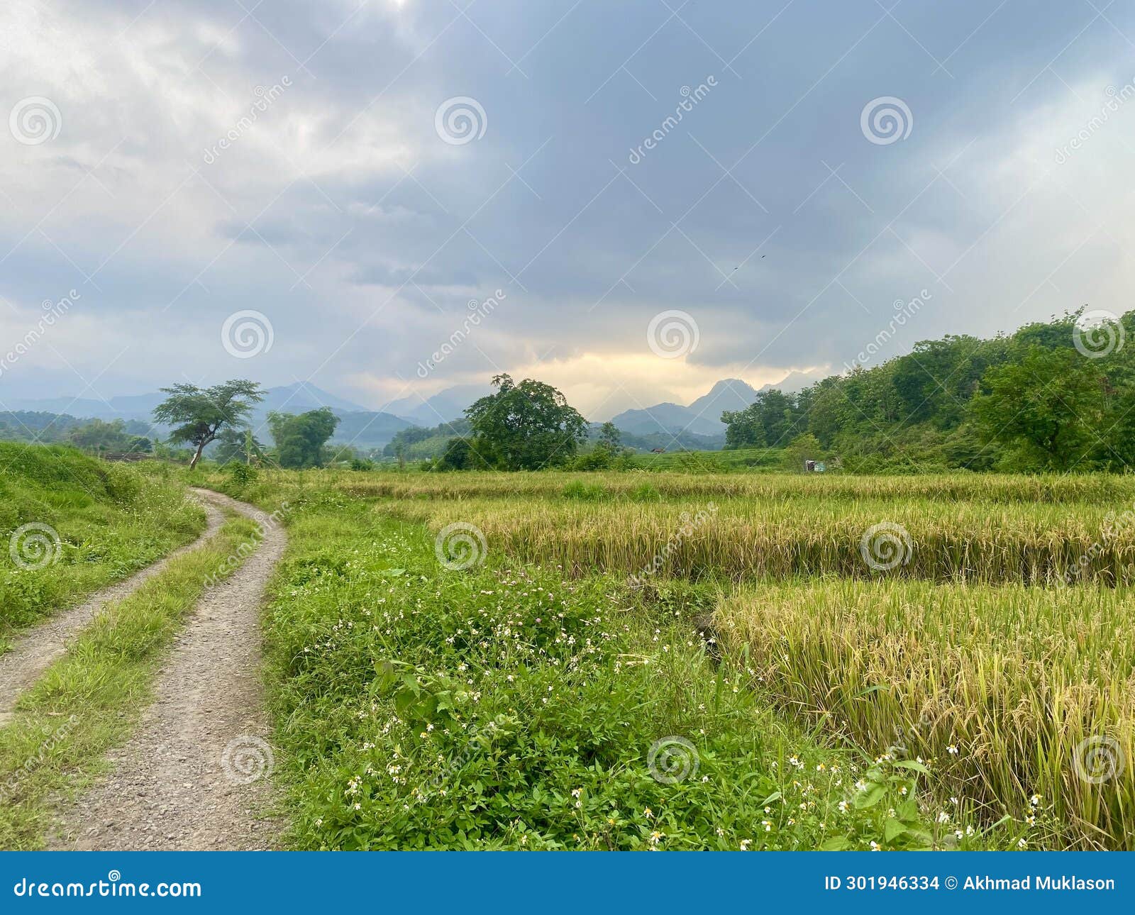 Small Road in Yellow Rice Fields with a Backdrop of Beautiful Trees and ...