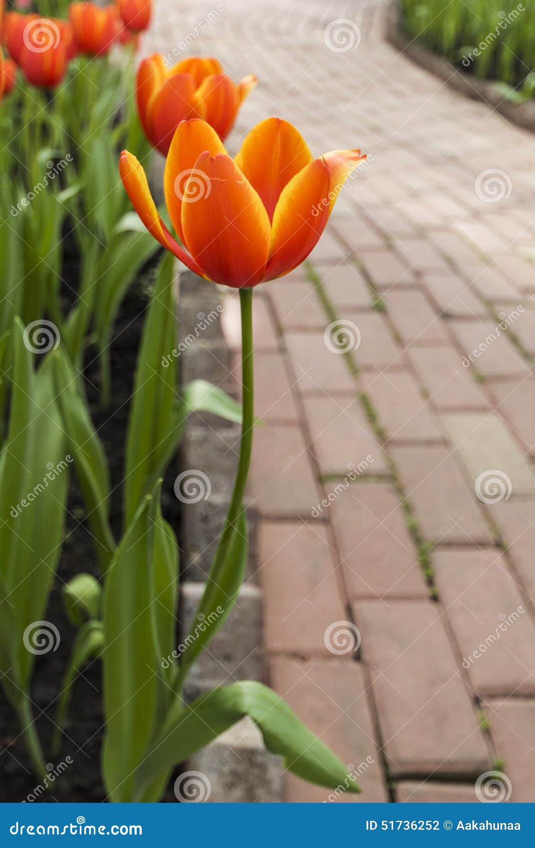 Small roadside tulips stock photo. Image of flowers, nature - 51736252