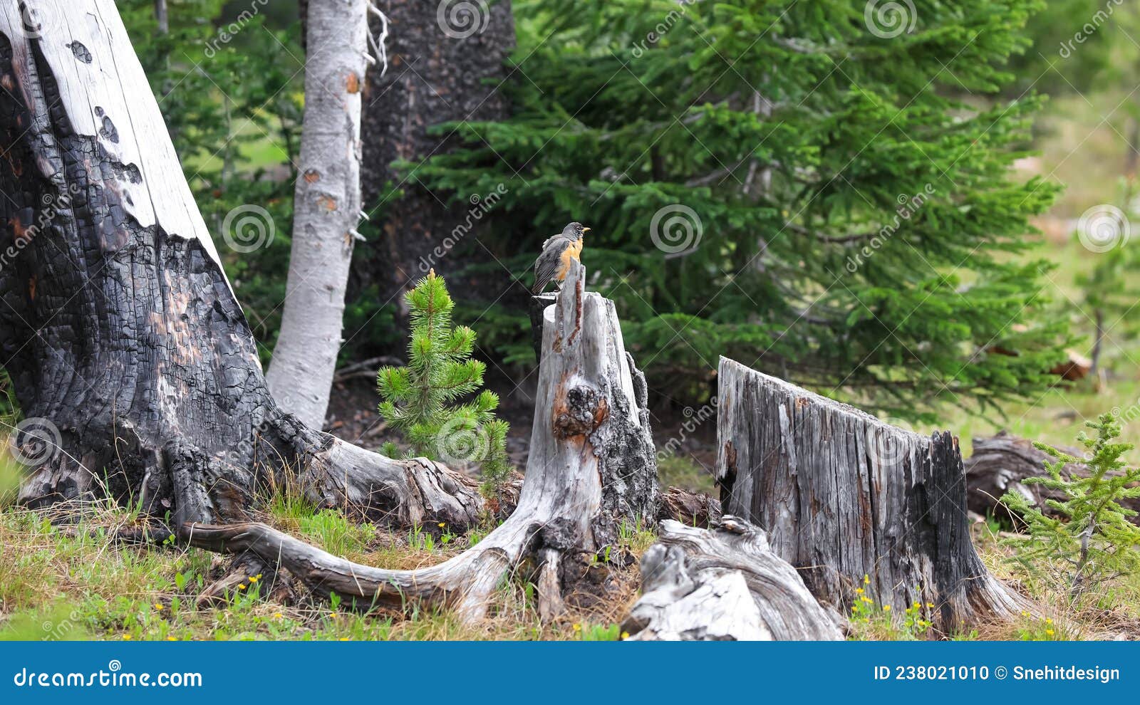 Small Robin Bird on Dead Tree Log Stock Photo - Image of woodland, bird ...