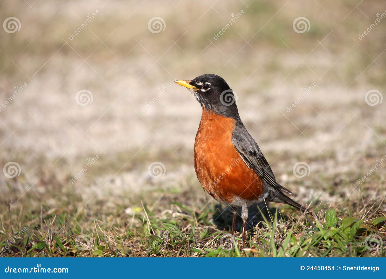 Small Robin Bird On The Ground Stock Photo - Image of fowl, fine: 24458454