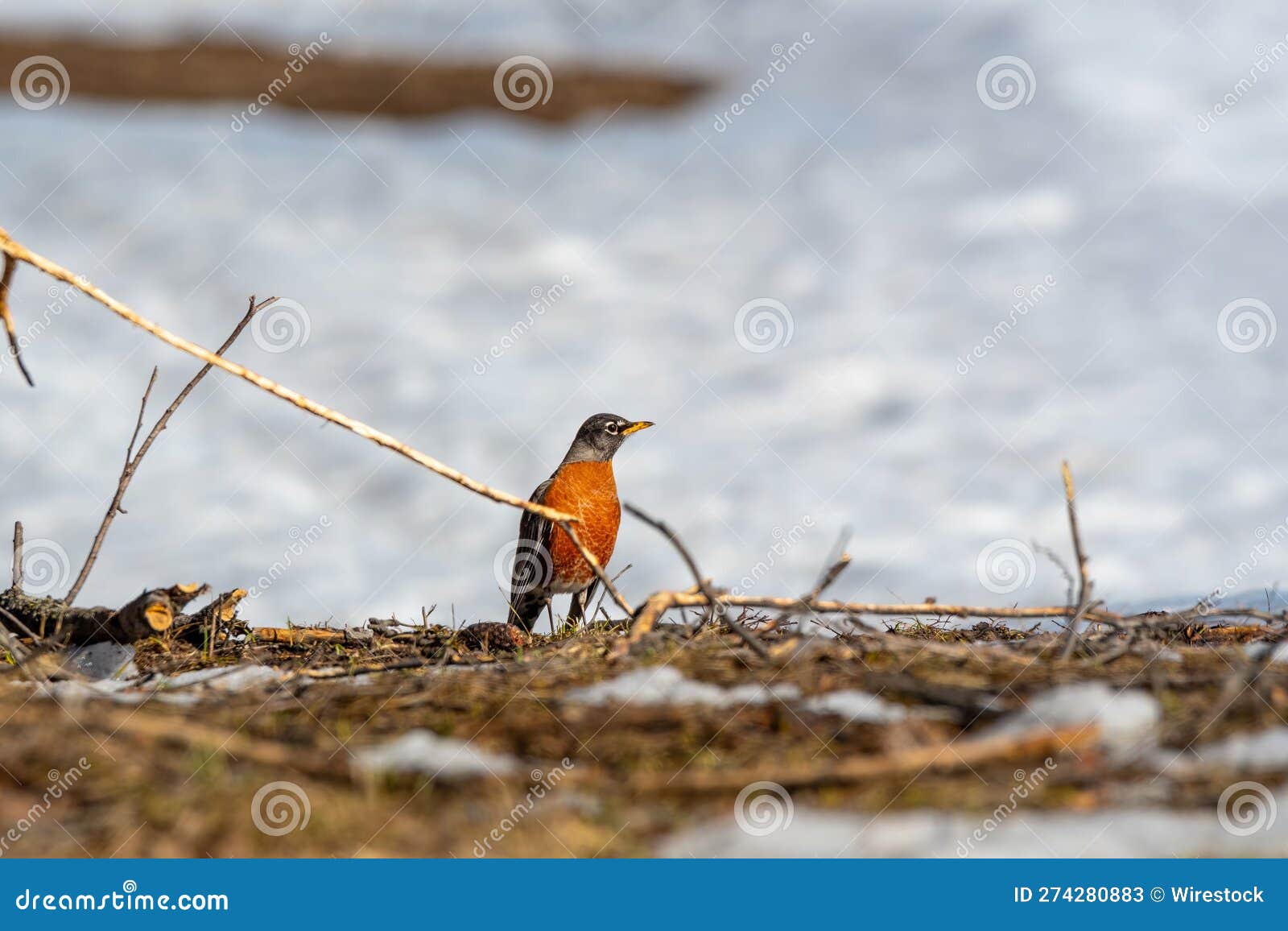 Small Robin Bird Perched on a Pile of Wood in a Forest Stock Image ...