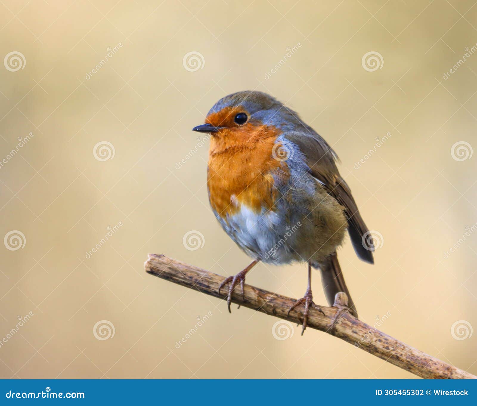 Small Robin Bird Perched on Tree Branch Against Blurred Backdrop Stock ...