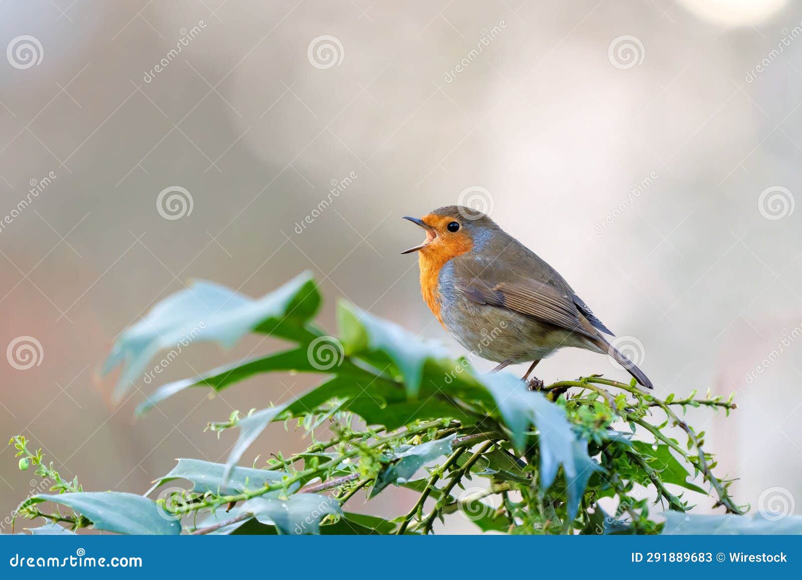 Small Robin Bird Perched on a Tree Branch Illuminated by Golden ...