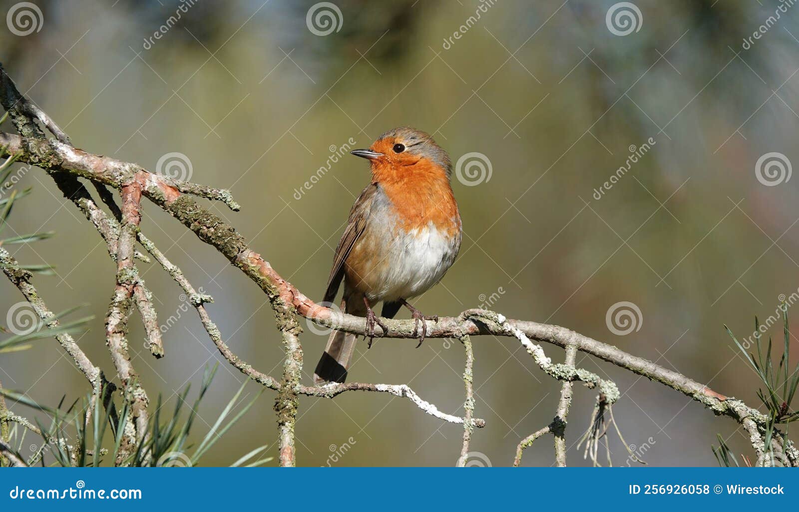 Small Robin Bird Perching on a Tree Branch Stock Photo - Image of color ...
