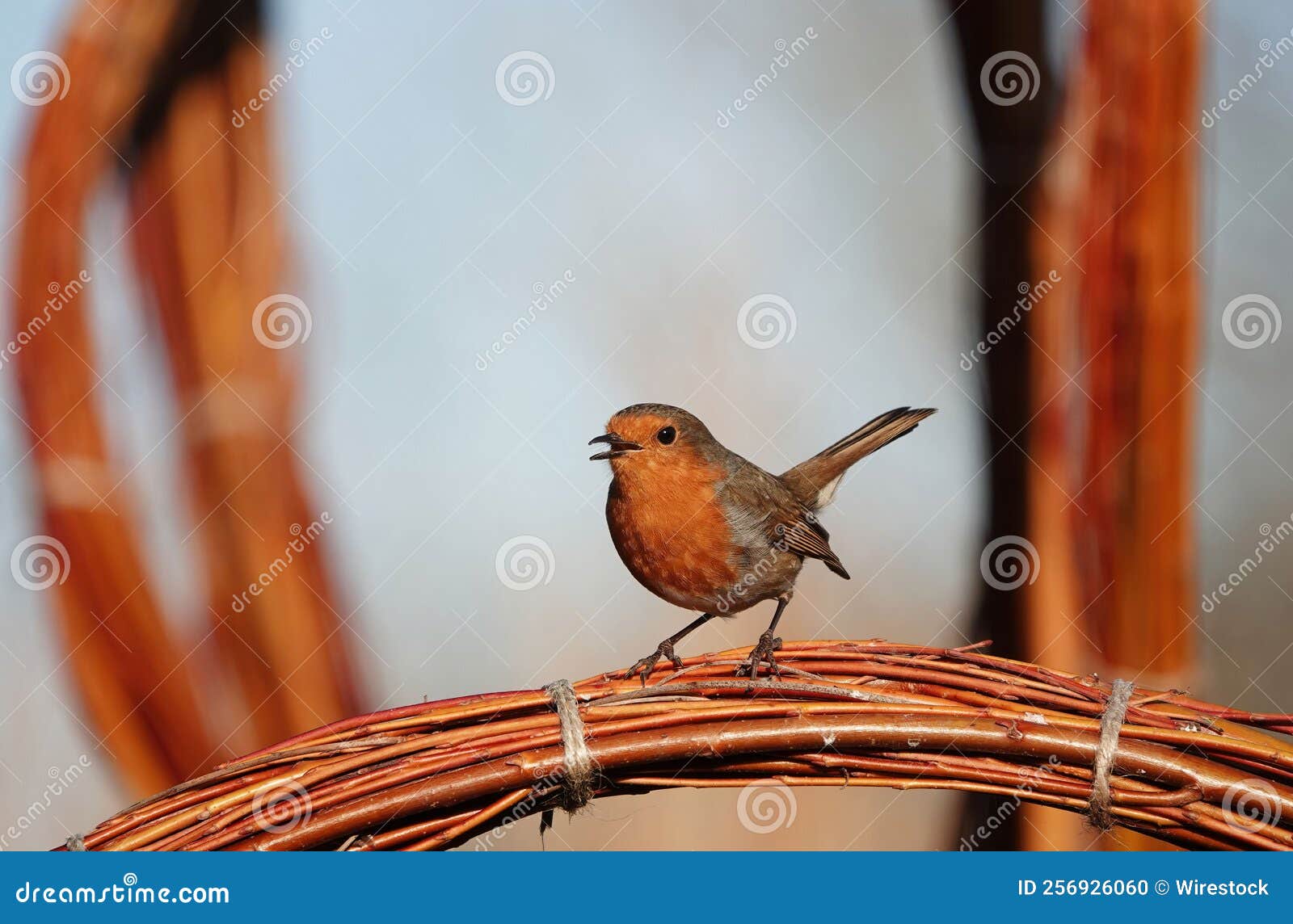 Small Robin Bird Perching on a Tree Branch Stock Photo - Image of ...