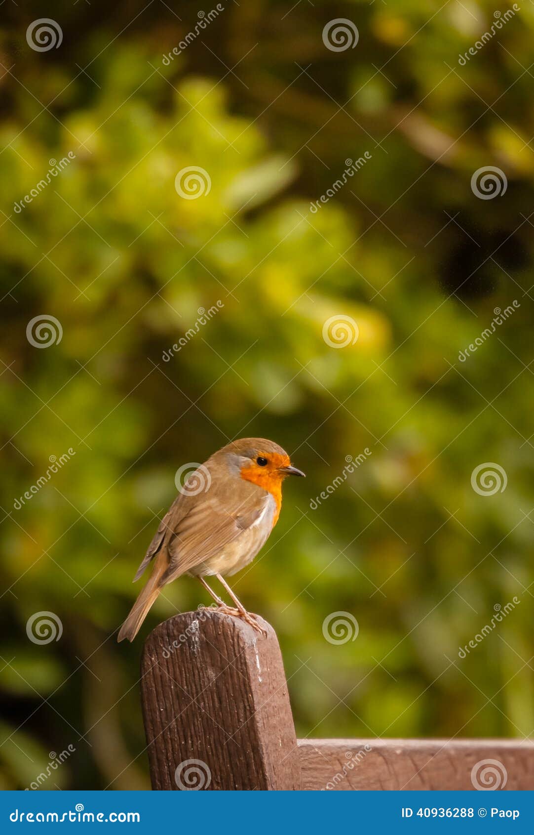 Small Robin bird stock photo. Image of reddish, branch - 40936288