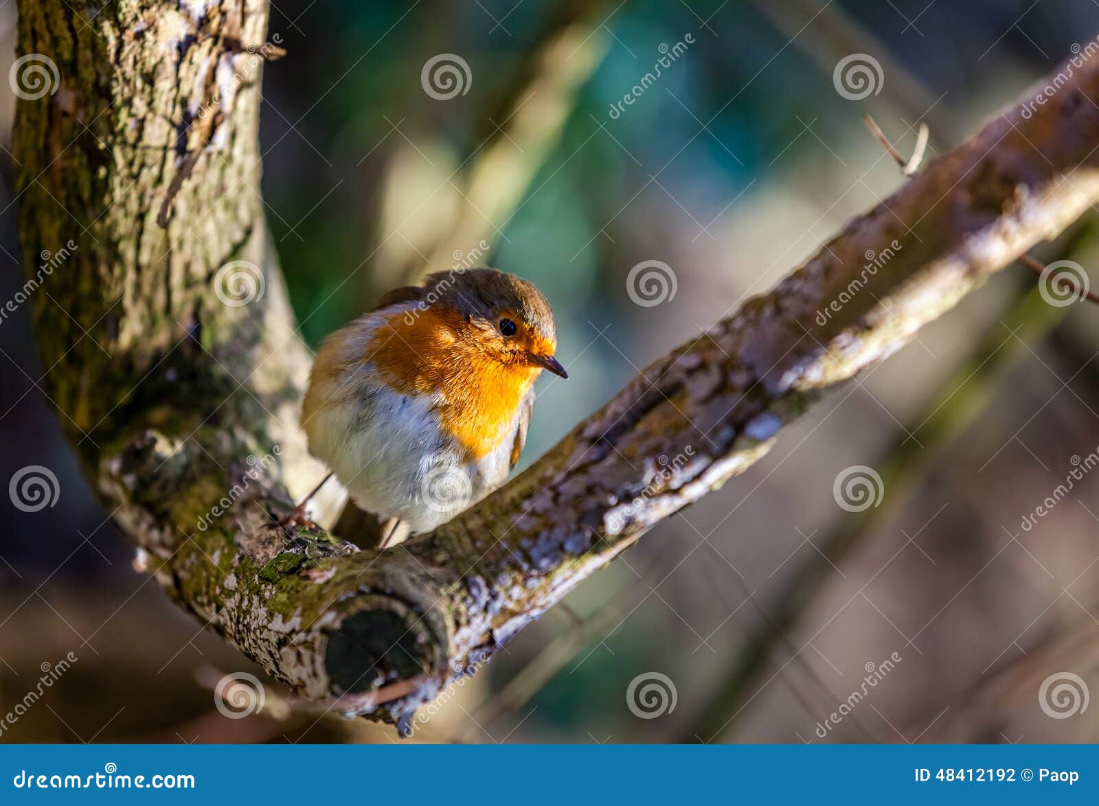 Small Robin bird stock photo. Image of perch, exotic - 48412192