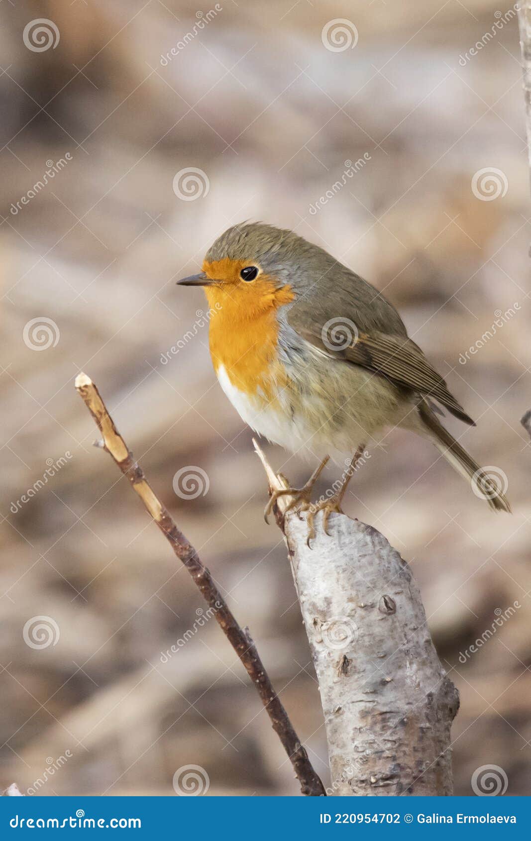 Small Robin Bird on the Tree Branch Stock Photo - Image of robin ...