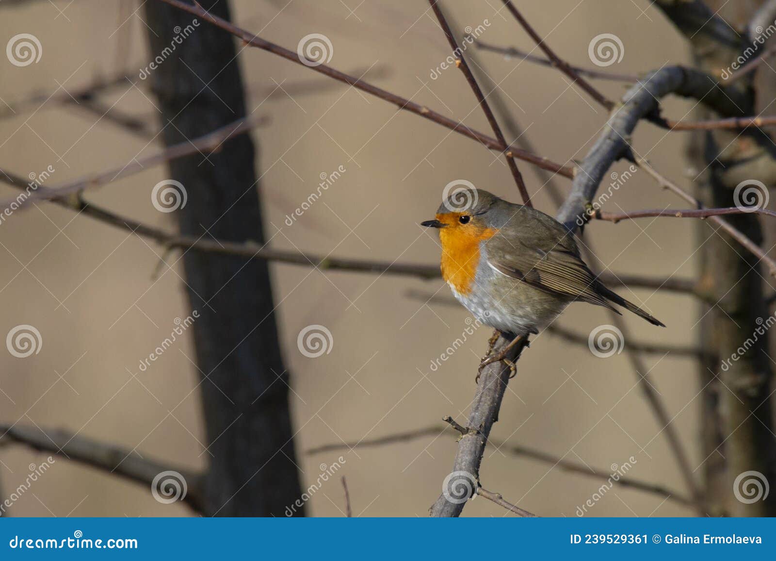 Small Robin Bird on the Tree Branch in Forest in Winter Stock Image ...