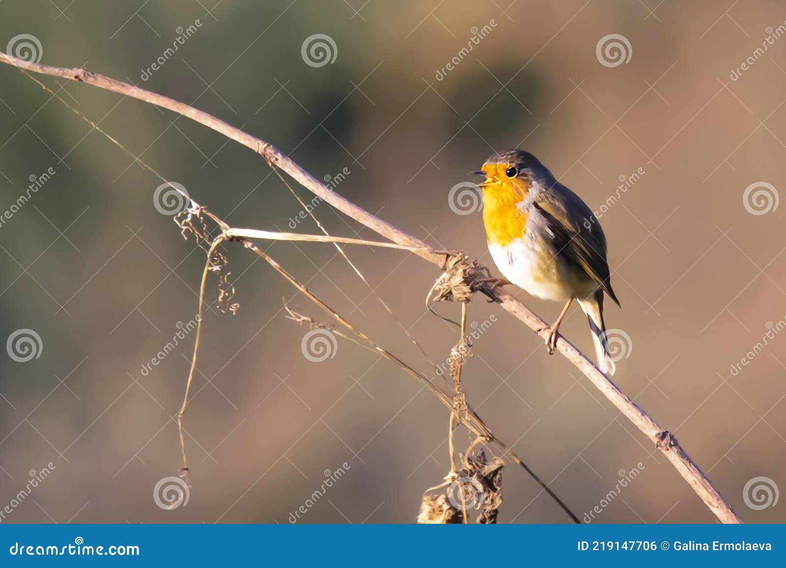 Small robin bird stock photo. Image of branch, flower - 219147706