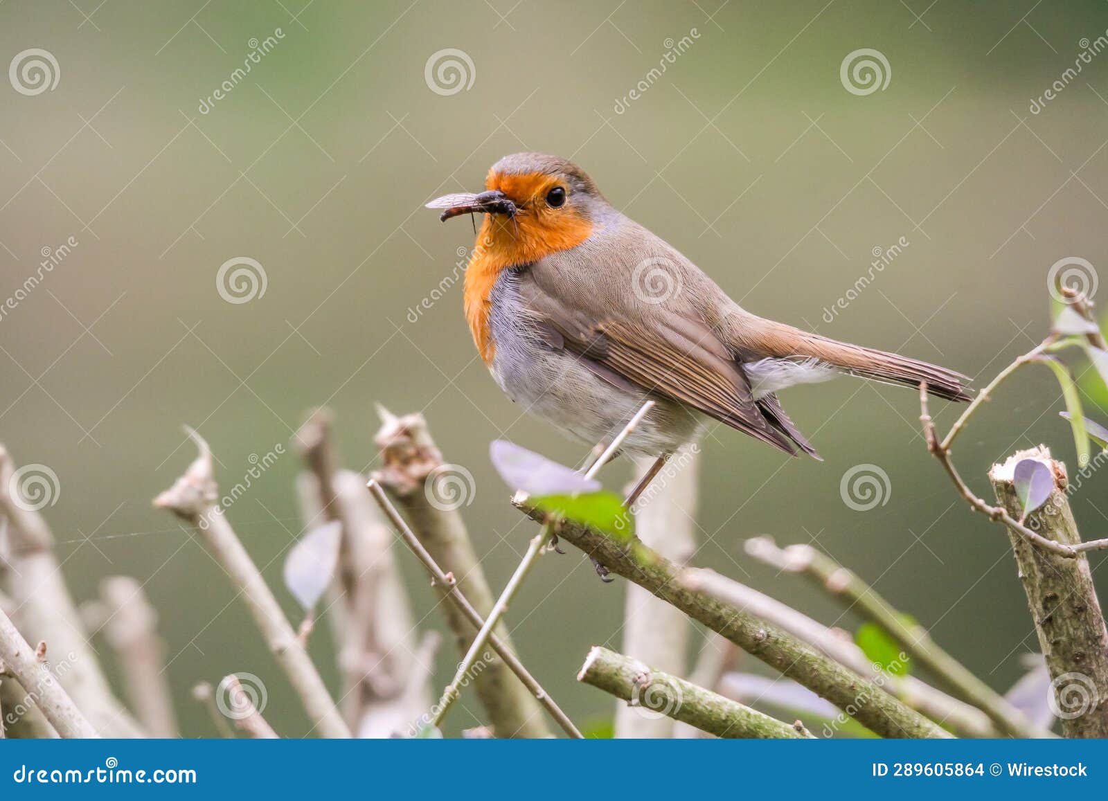 Small Robin Perched Atop a Thin Tree Branch in an Outdoor Setting Stock ...