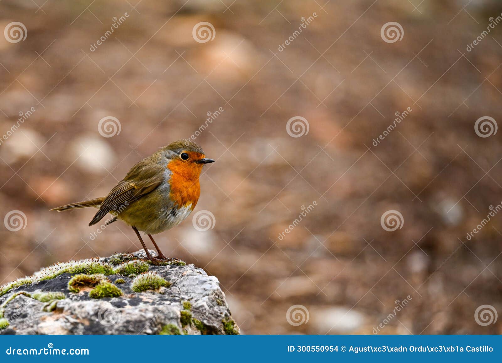 Small Robin Perched on the Edge of a Spring. Stock Photo - Image of ...