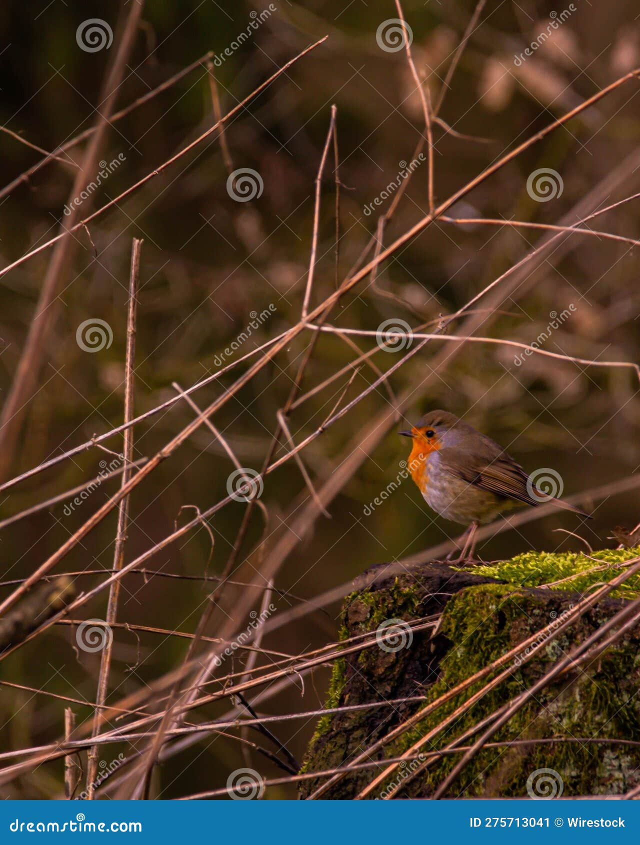 Small Robin Bird Perched on the Mossy Stump Behind the Branches of a ...