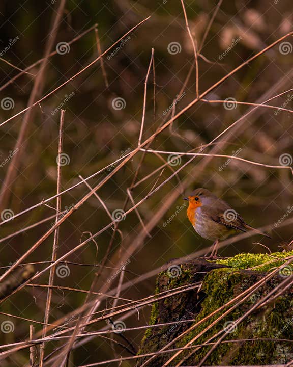 Small Robin Bird Perched on the Mossy Stump Behind the Branches of a ...