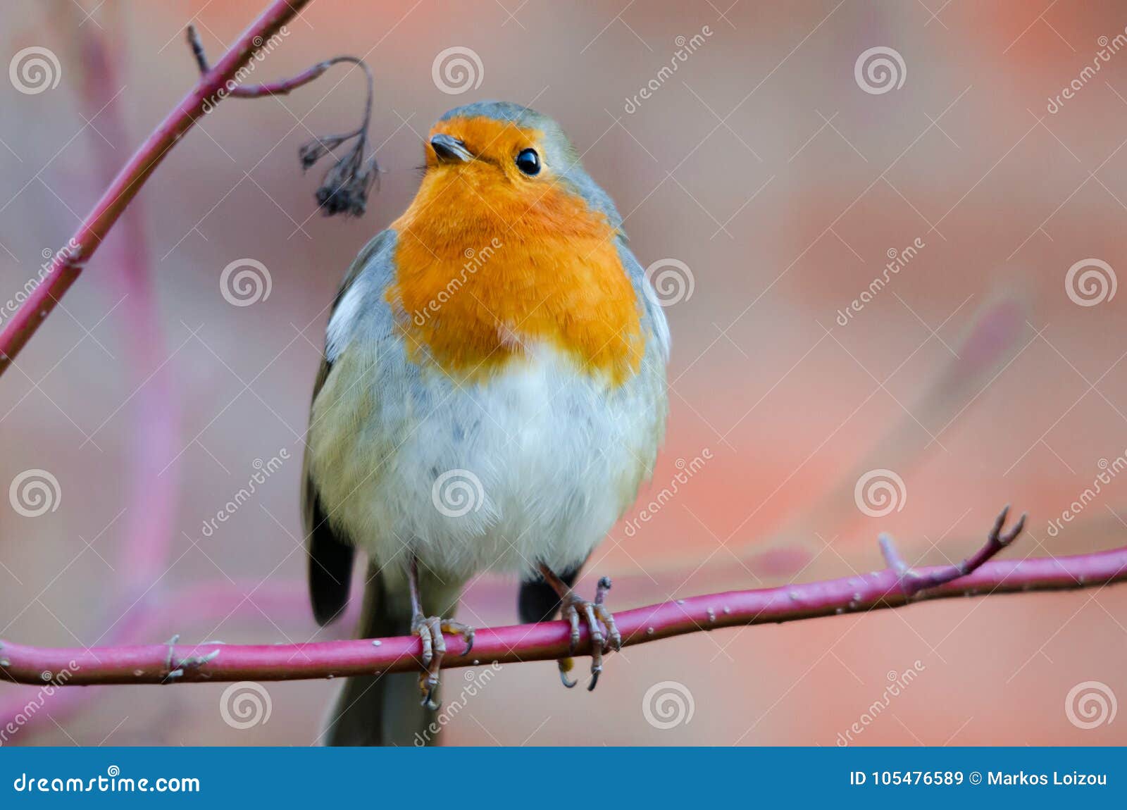 Robin sitting on a branch stock image. Image of avian - 105476589