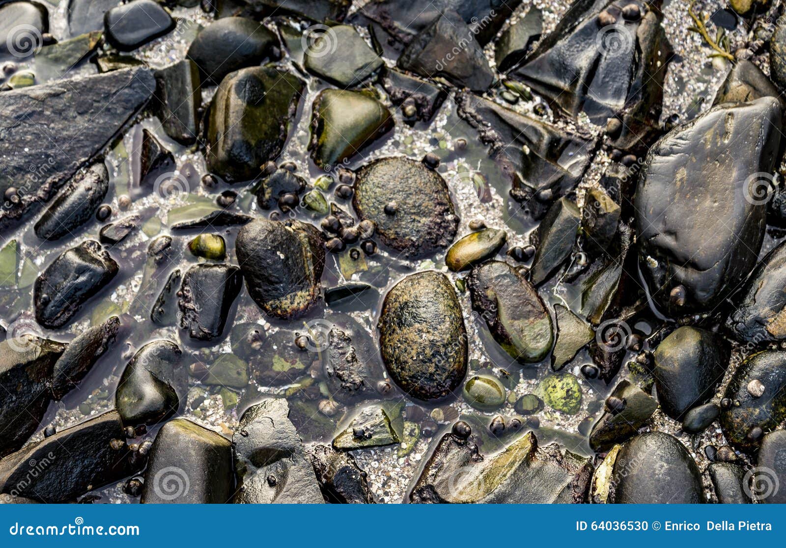Small rocks on the beach stock photo. Image of seashore - 64036530