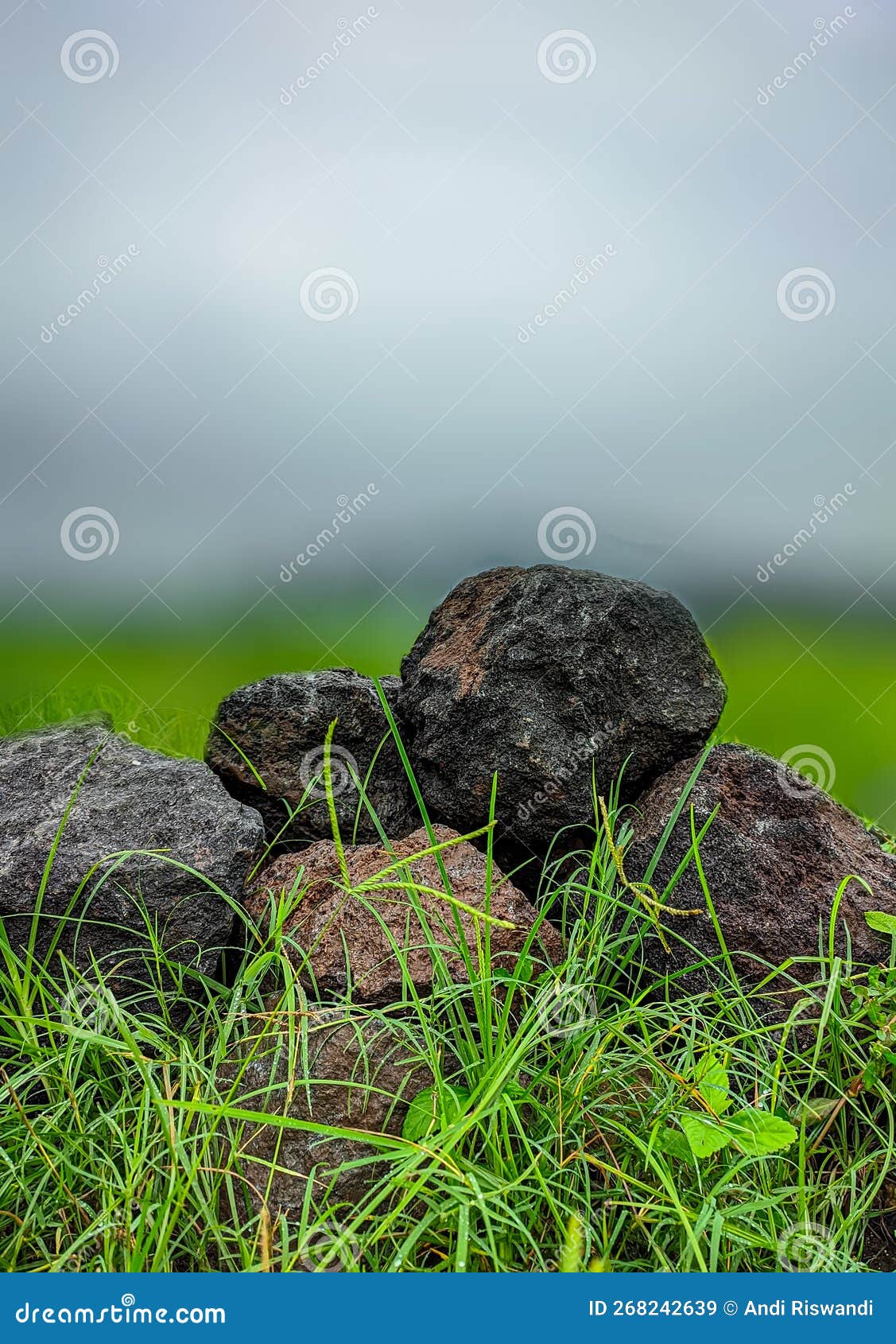 Small Rocks between the Wild Grasses that Grow in the Rice Fields Stock ...