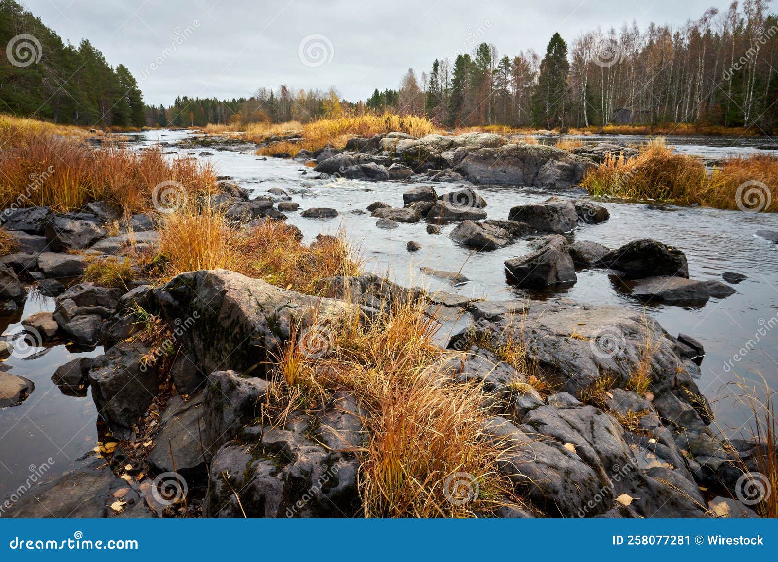Small and Rocky Water Stream Surrounded by Trees on a Sunny Day Stock ...