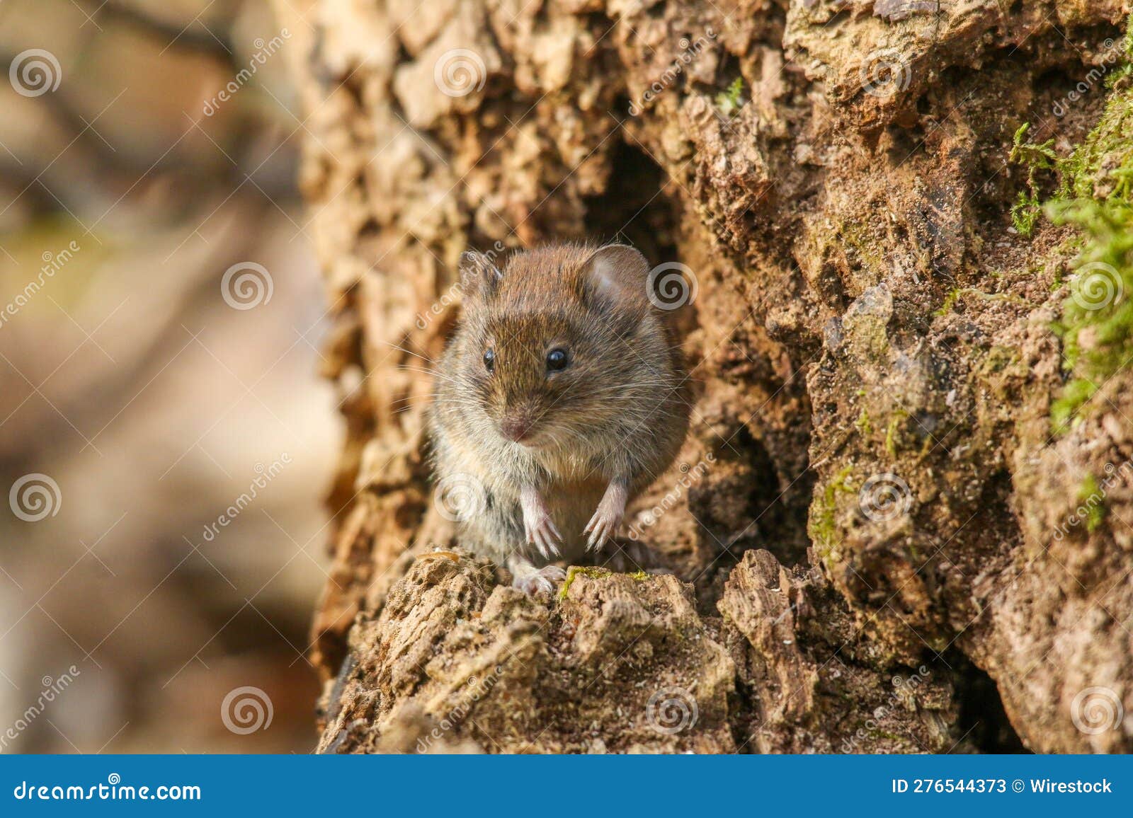 Small Rodent (Bank Vole) Perched on a Moss Scours the Rocky Surface ...