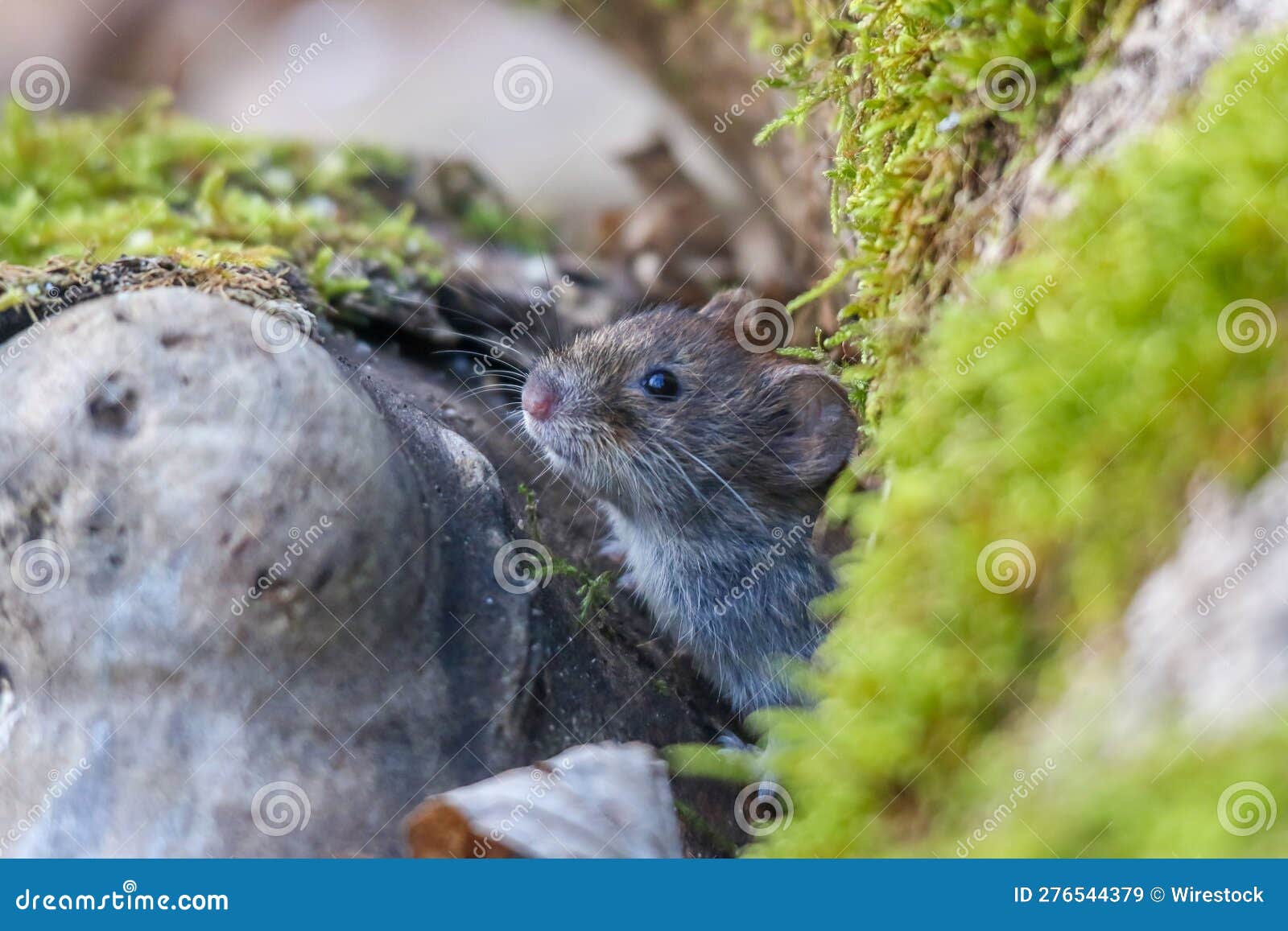 Small Rodent (Bank Vole) Perched on a Moss Scours the Rocky Surface ...