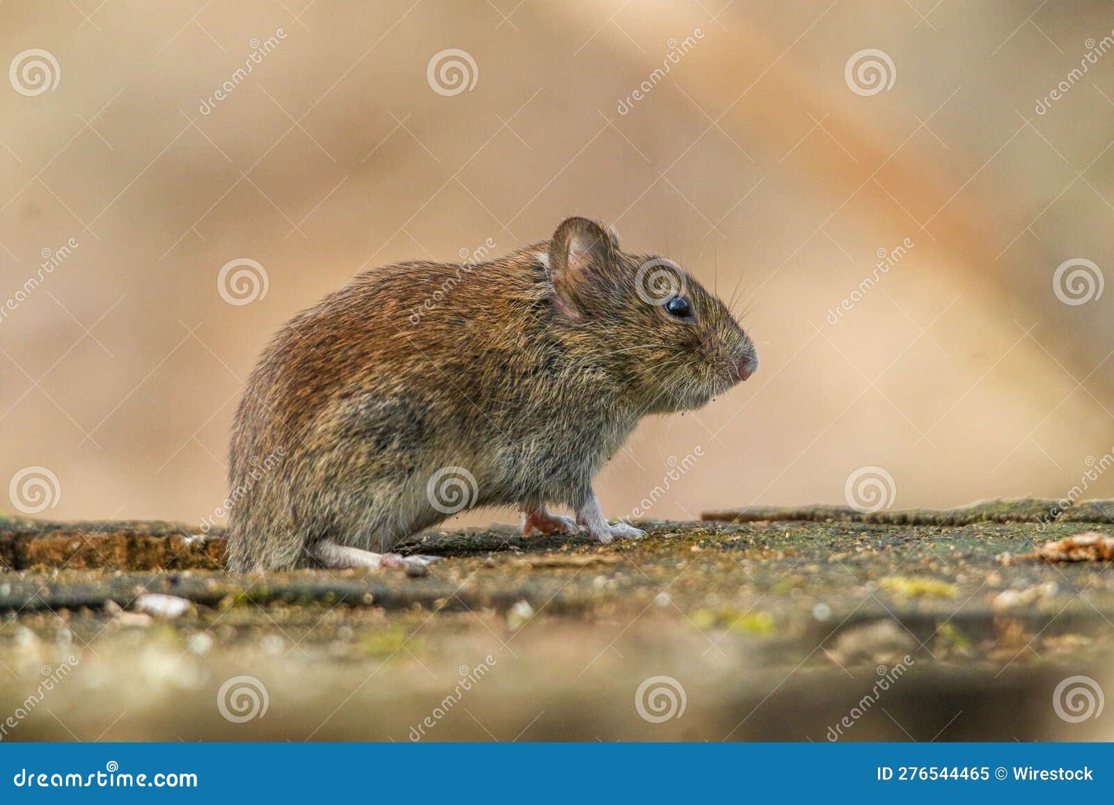 Small Rodent (Bank Vole) Perched on a Moss Scours the Rocky Surface ...