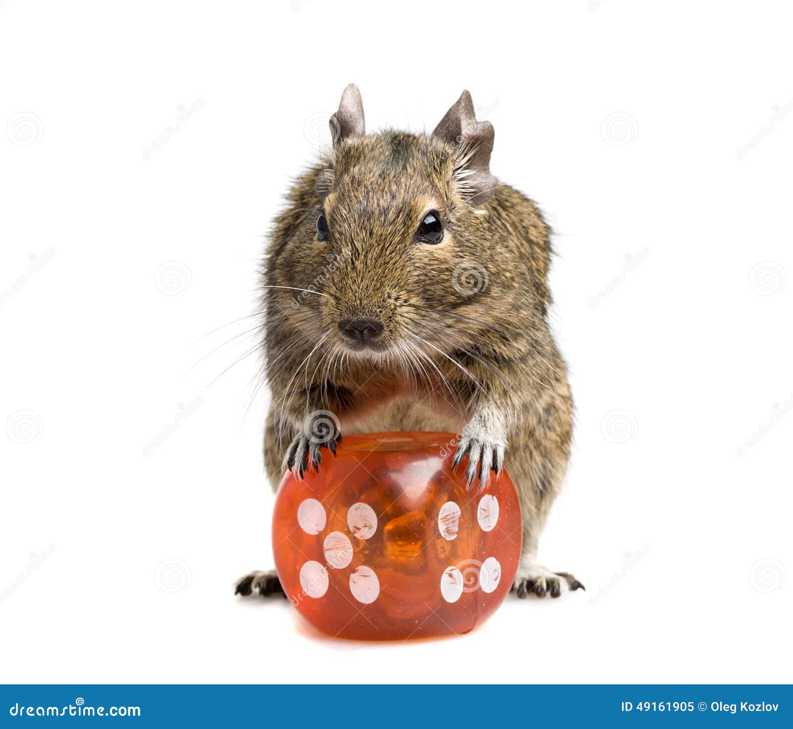 Small Rodent with Big Dice Cube Stock Image - Image of closeup, mouse ...
