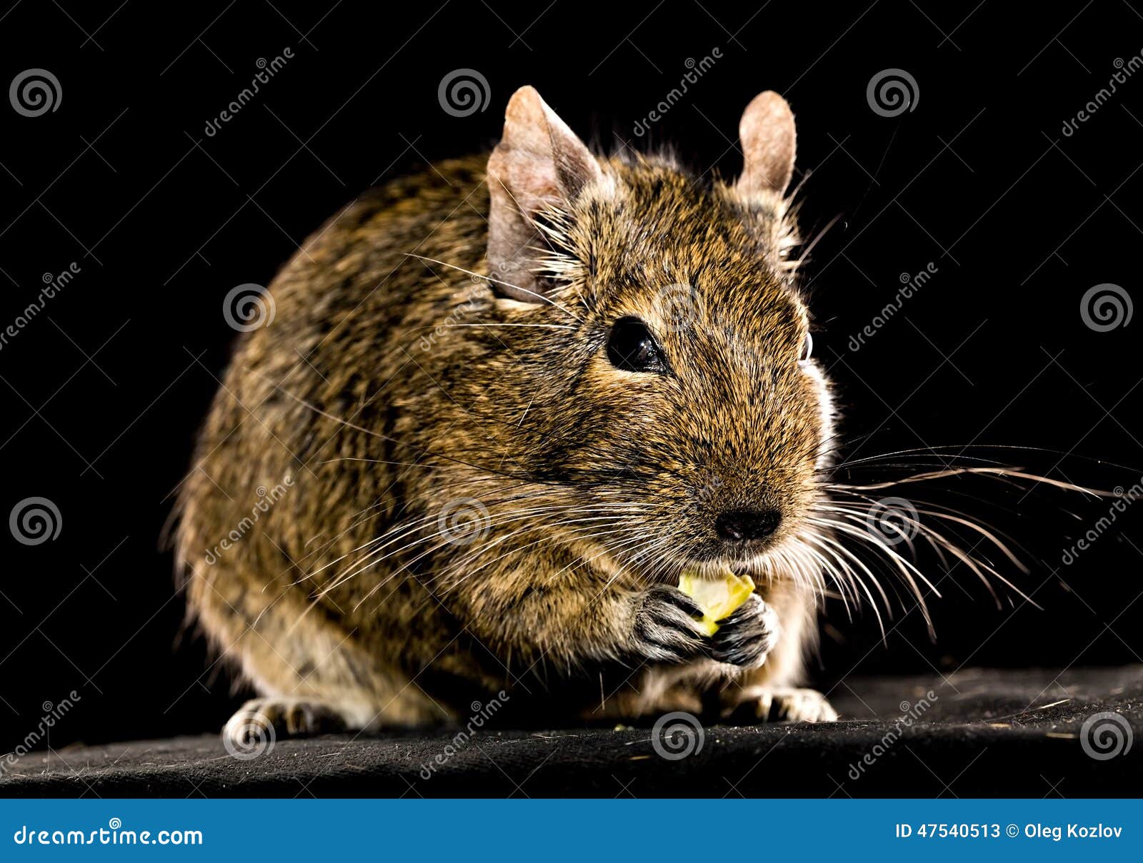 Small rodent chewing food stock image. Image of nature - 47540513