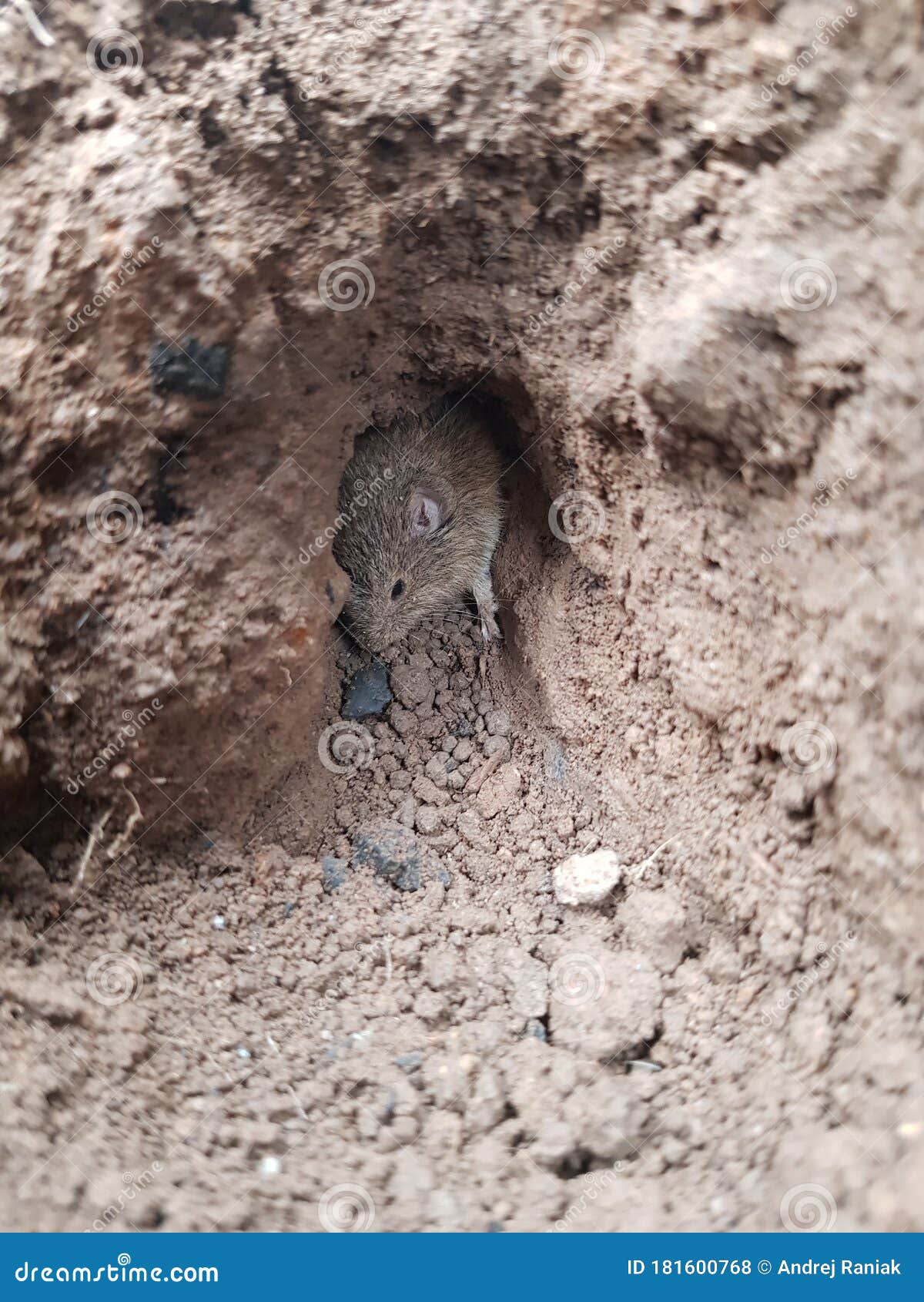 Small Rodent Hiding on the Edge of His Tunnel. Stock Photo - Image of ...