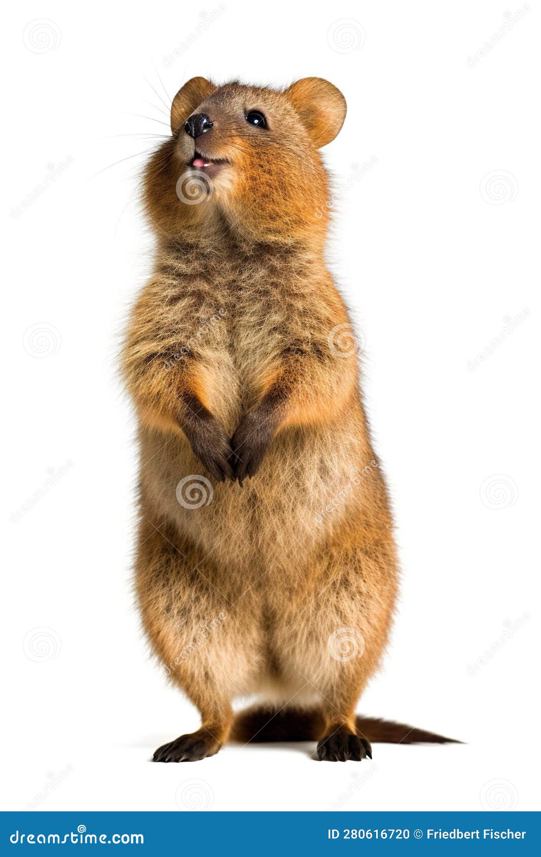 A Small Rodent Standing on Its Hind Legs. Generative AI Image. Stock ...