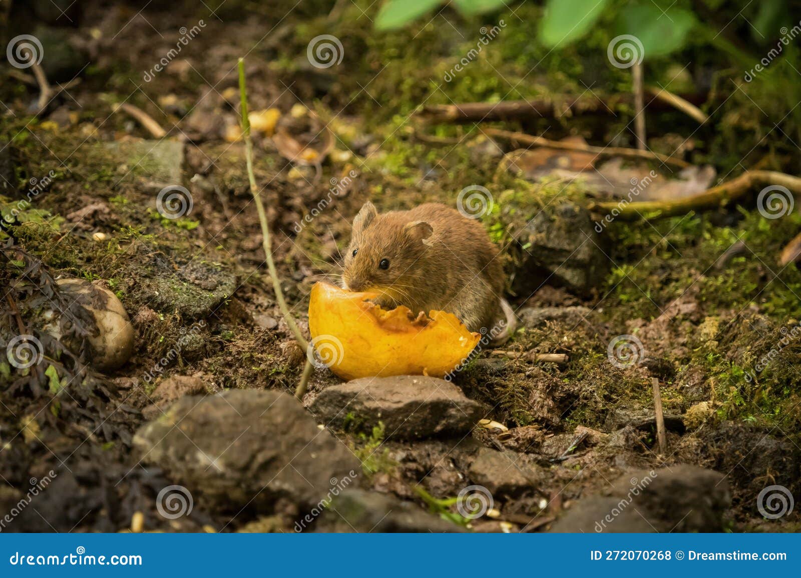 Small Rodent Taking a Bite Out of a Fruit Piece Stock Photo - Image of ...