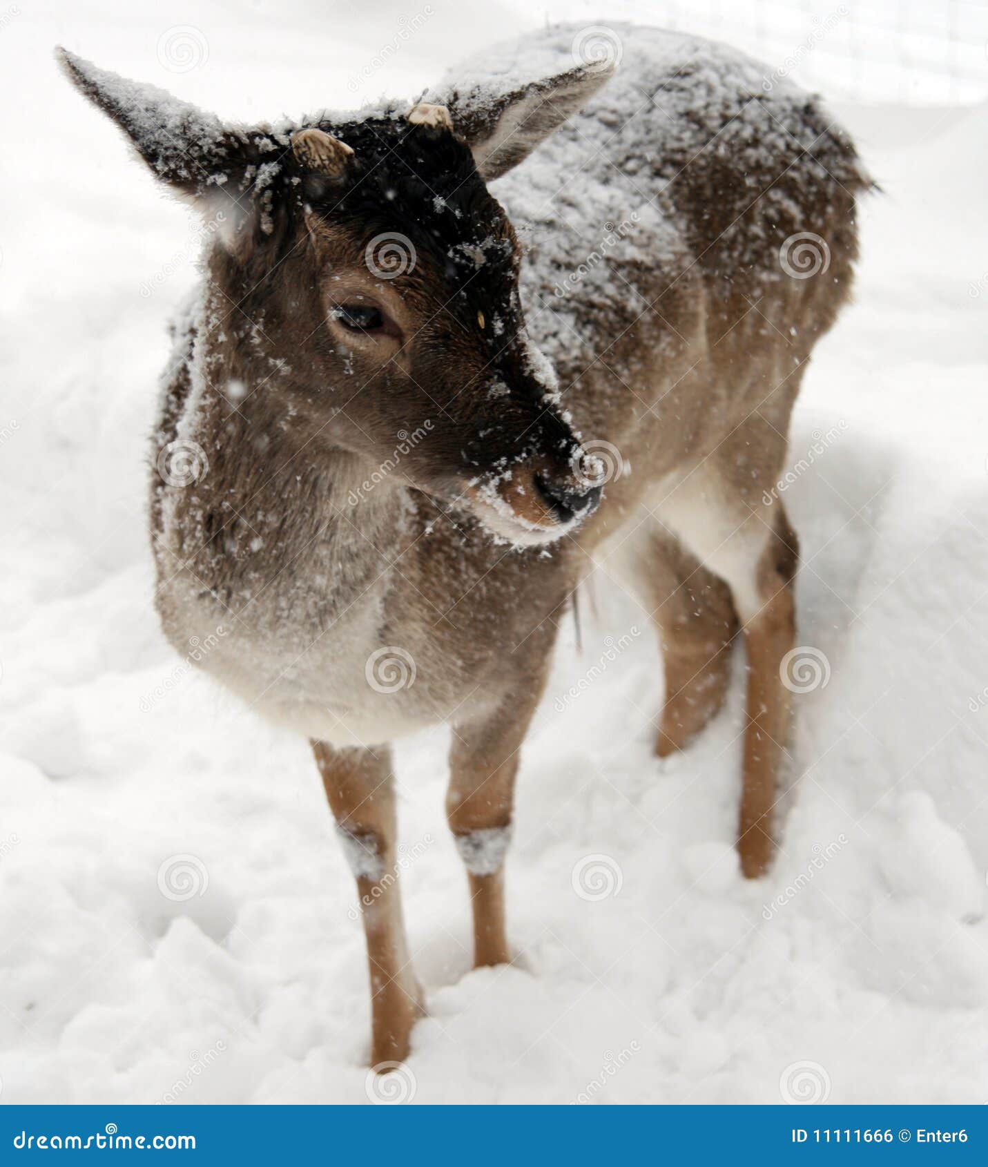 Small roe deer stock photo. Image of frozen, white, snowing - 11111666