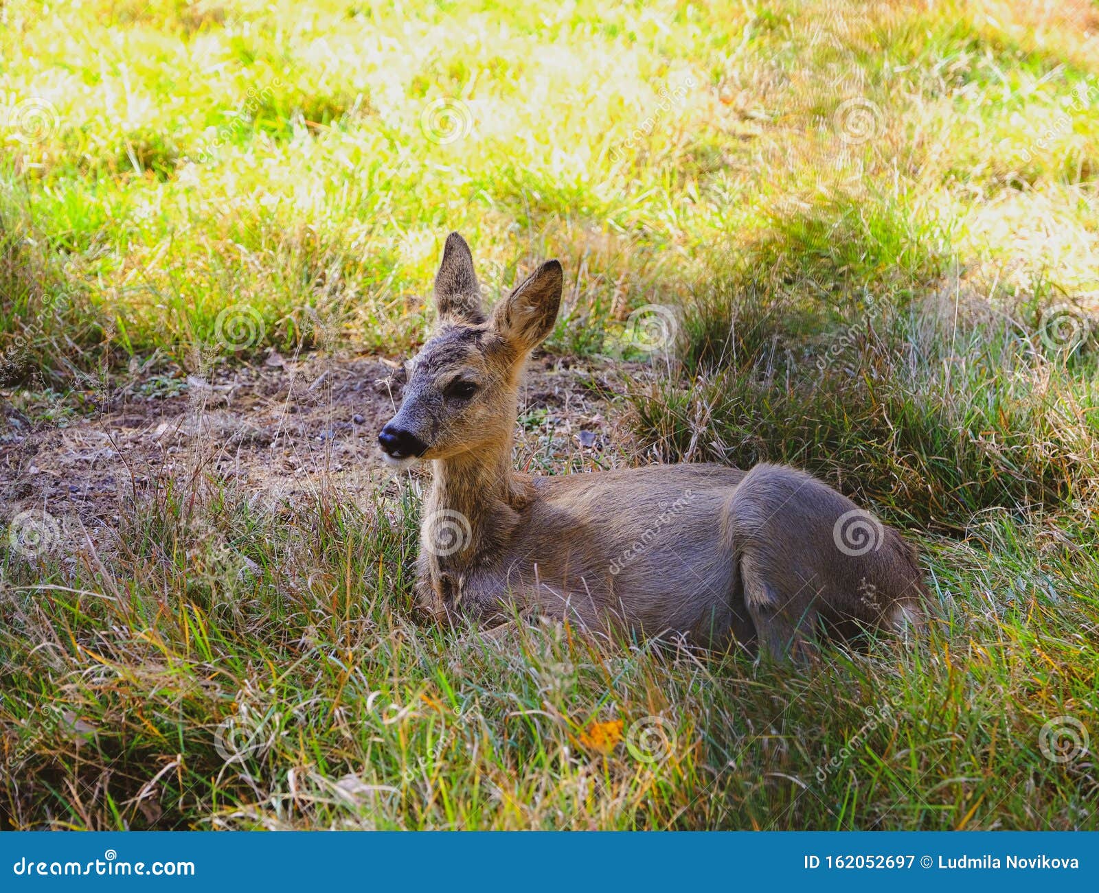 Small roe deer stock image. Image of forest, child, rest - 162052697