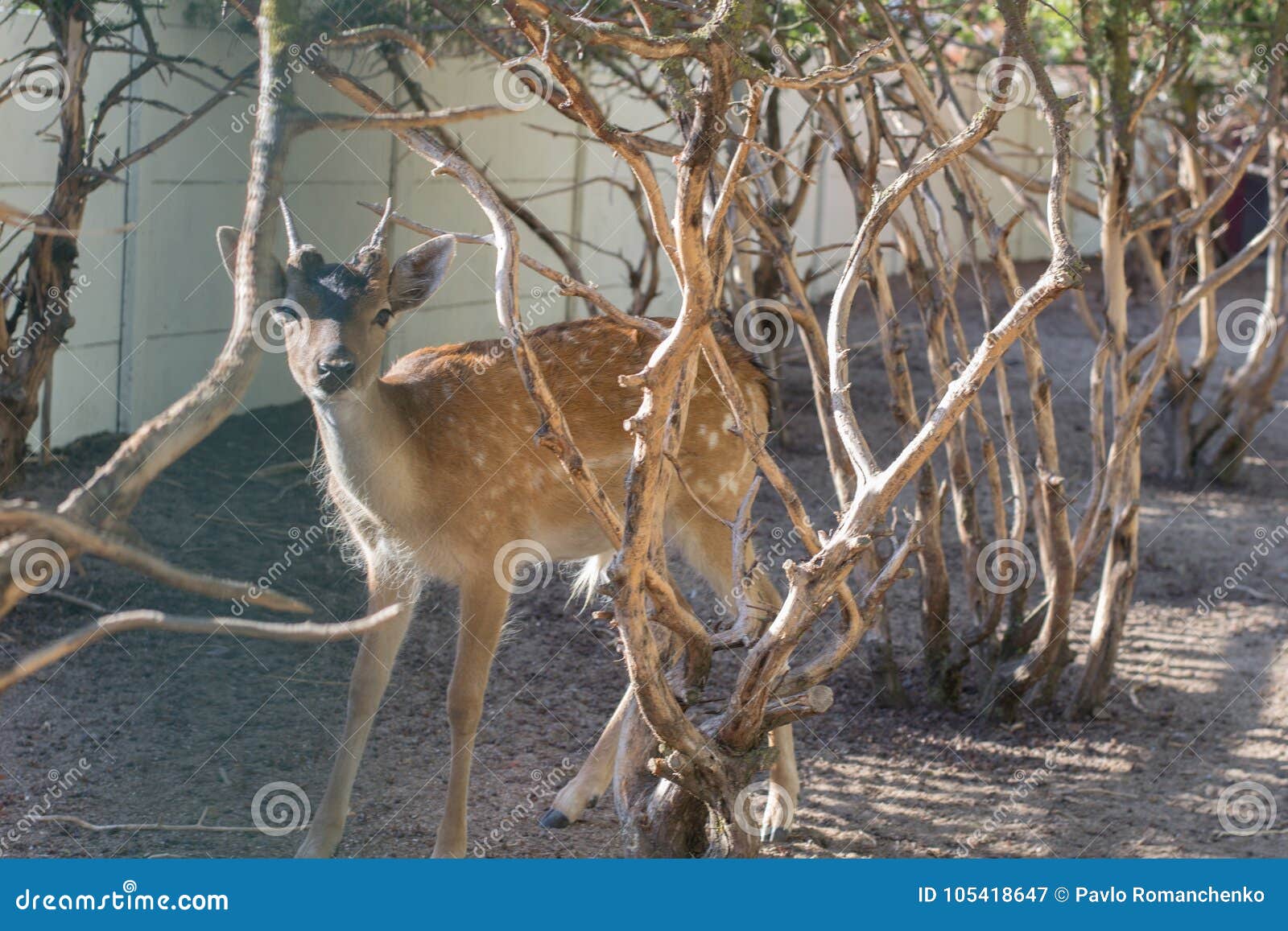 A Small Roe Deer Standing between Dry Trees Stock Image - Image of ...