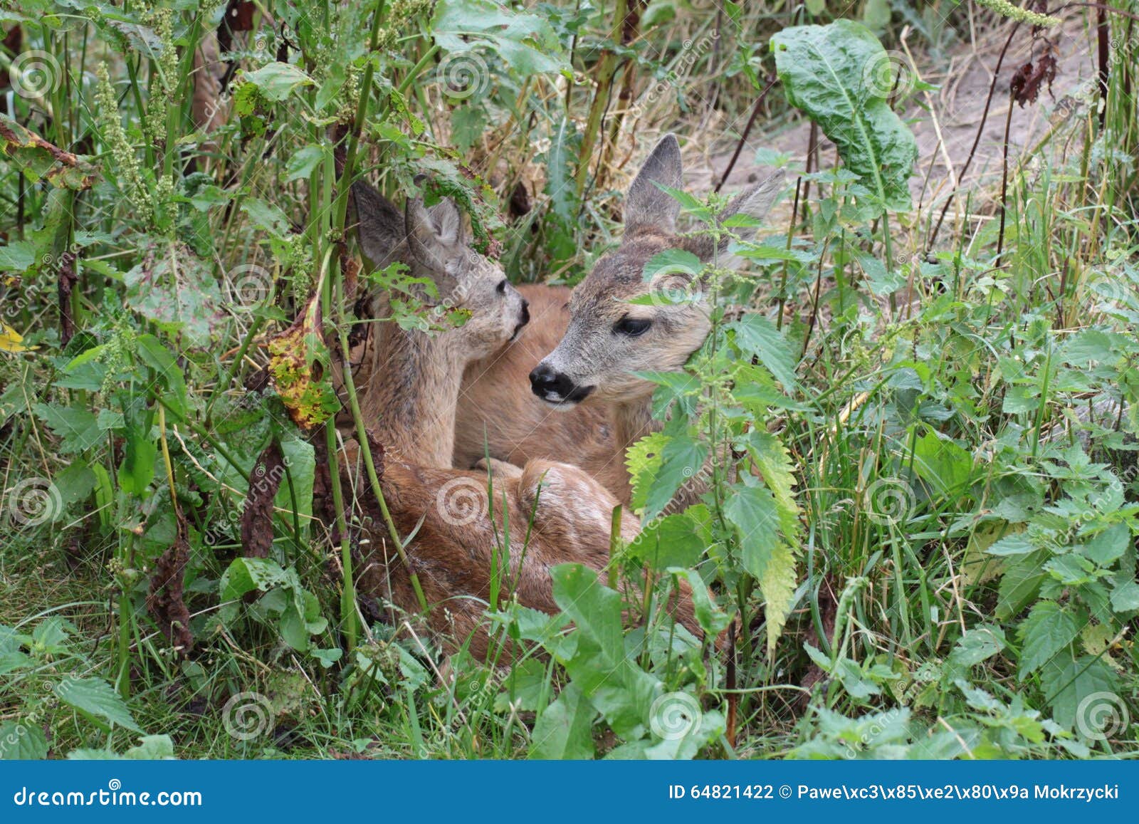 Small roe deer stock photo. Image of female, hunting - 64821422