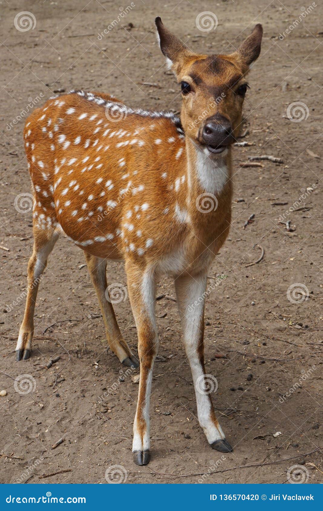 Small roe in the spring stock photo. Image of natural - 136570420