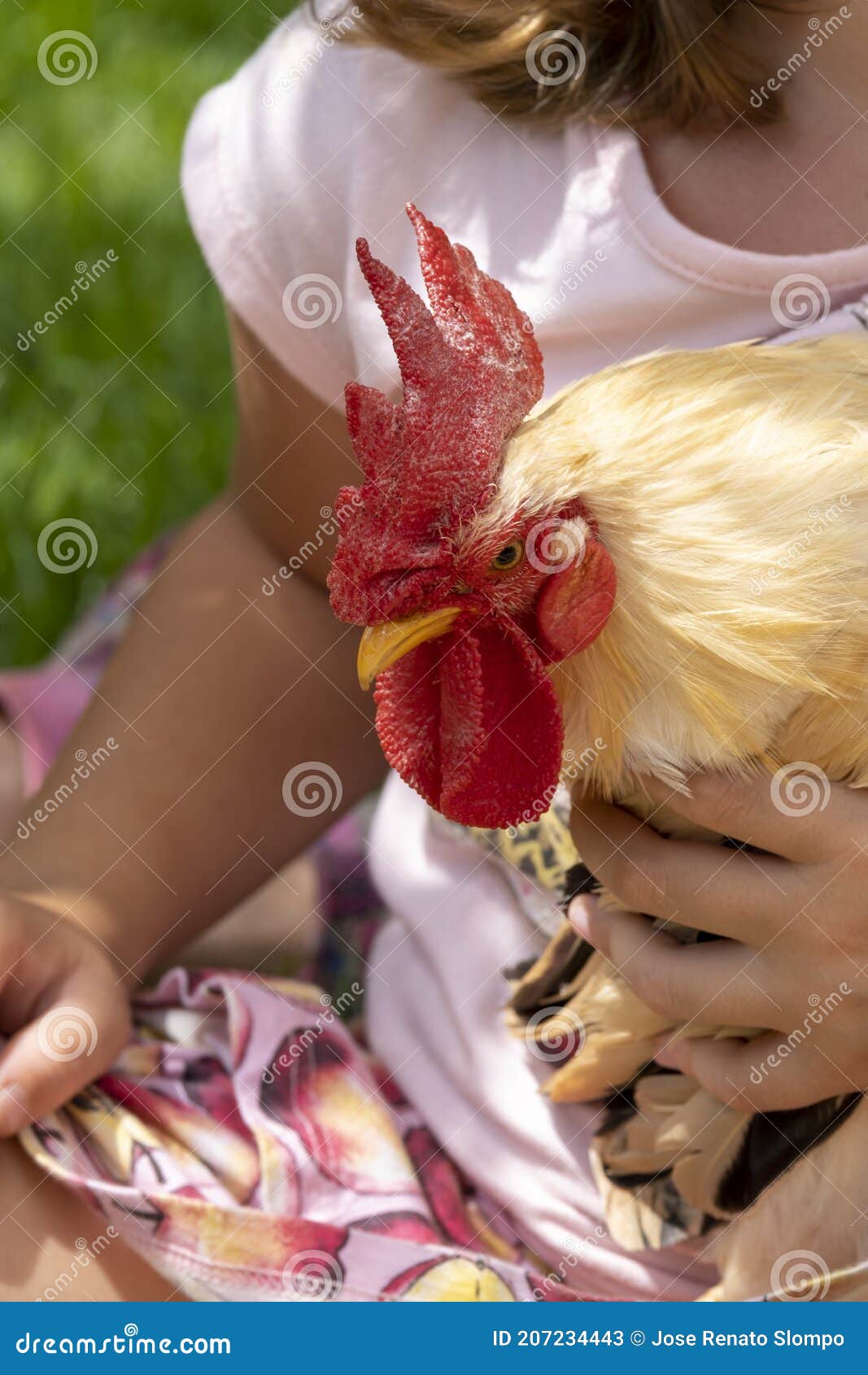 Small Rooster in the Hands of a Child Stock Image - Image of animal ...