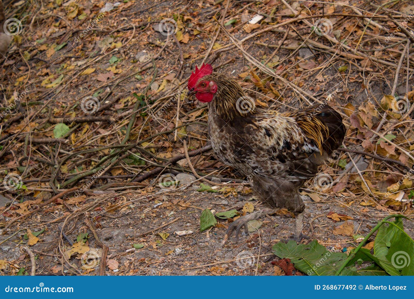 A Small Rooster Having Some Rest within the Grass Stock Photo - Image ...