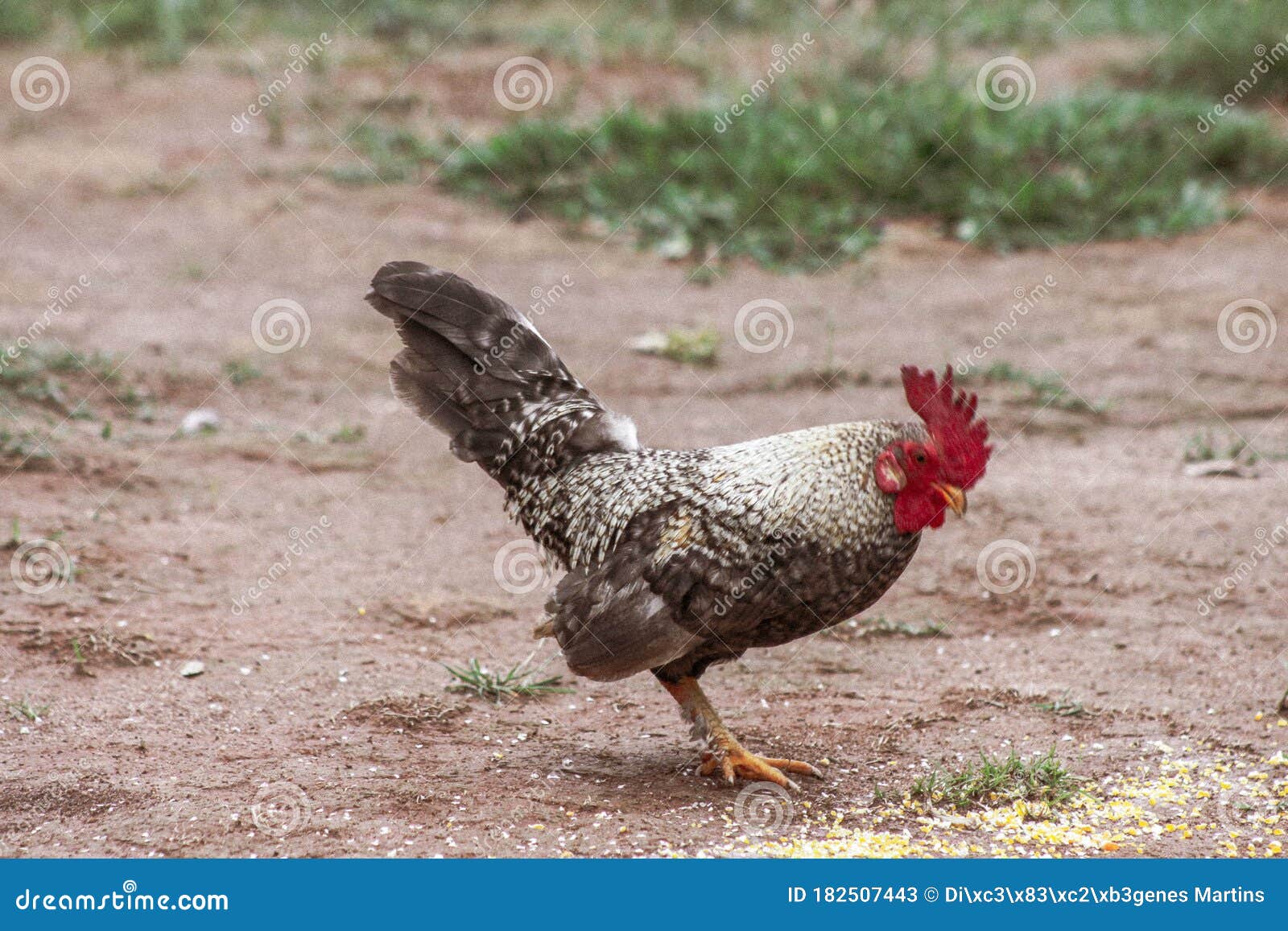 Small Rooster Scratching Food on the Ground Stock Image - Image of nest ...