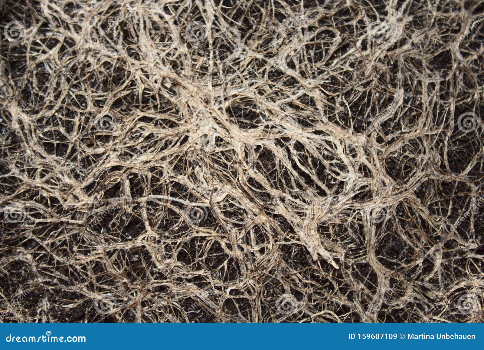 Small roots in the ground stock image. Image of plants - 159607109