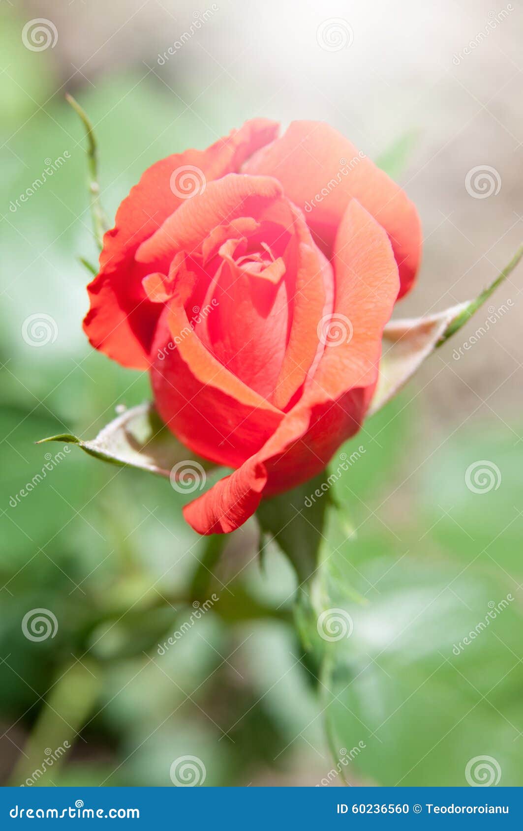 Small rose bud stock photo. Image of bloom, flower, plant - 60236560