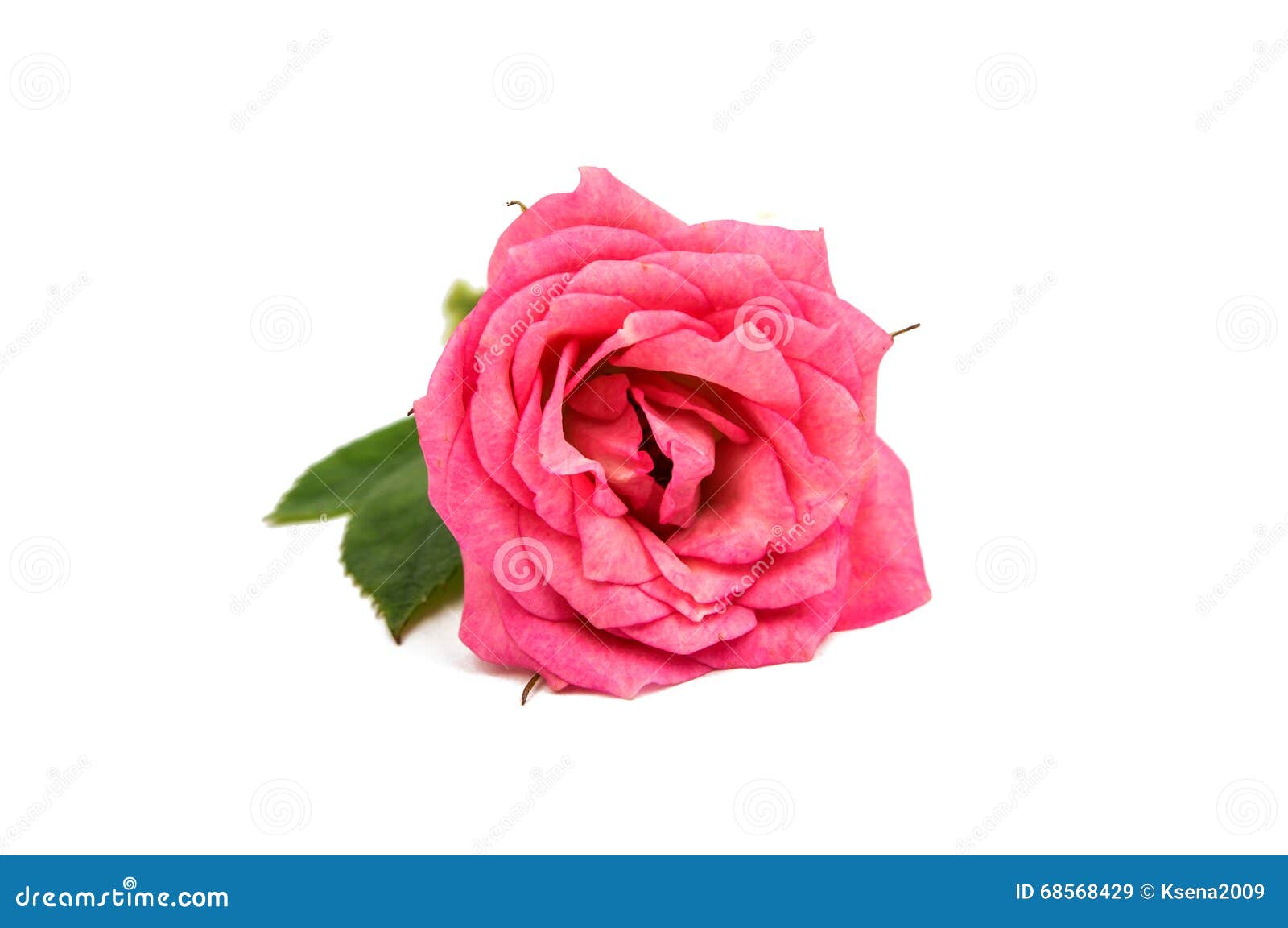 Small rose isolated stock image. Image of symbol, vertical - 68568429