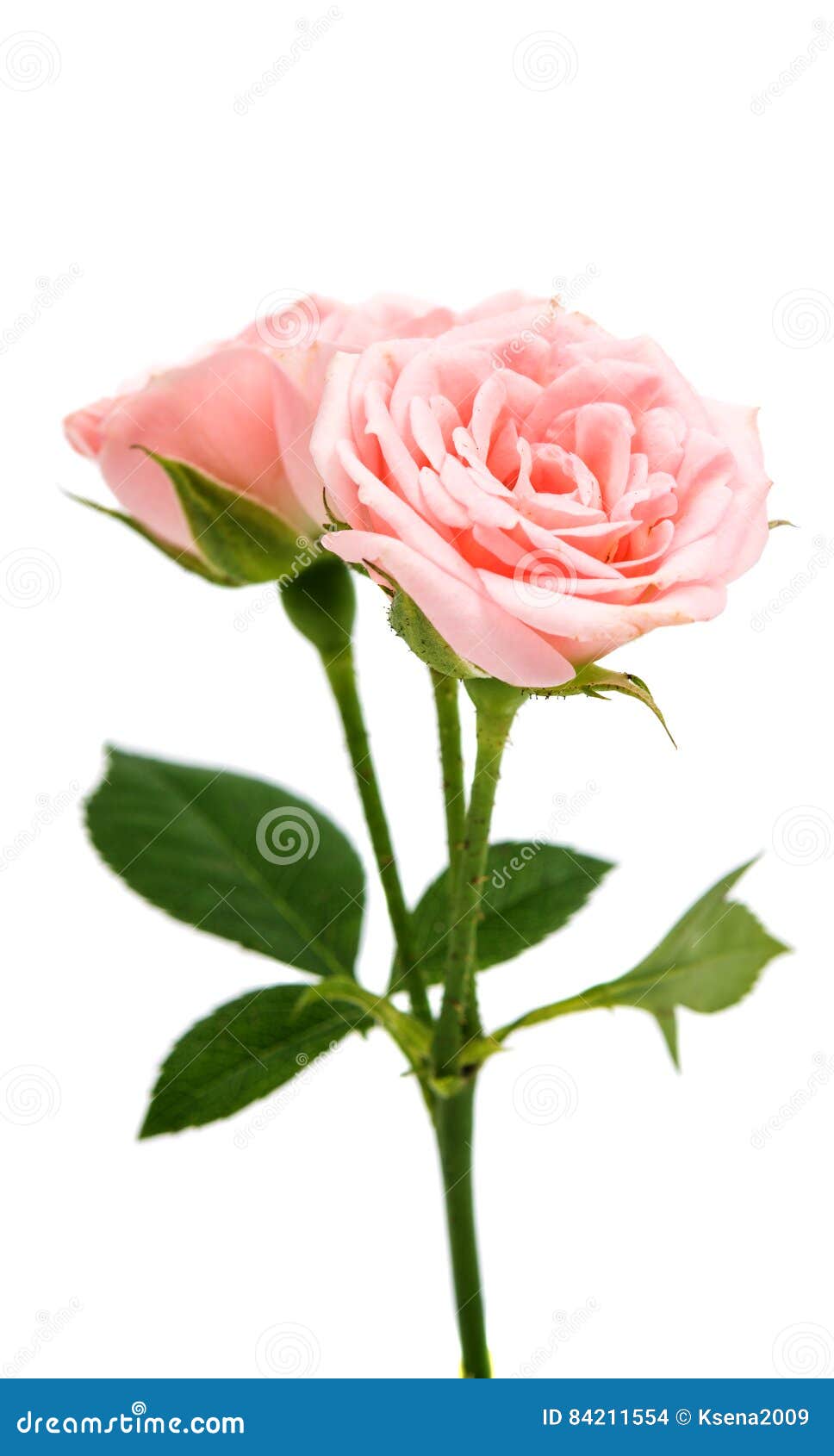 Small rose isolated stock photo. Image of isolated, plant - 84211554