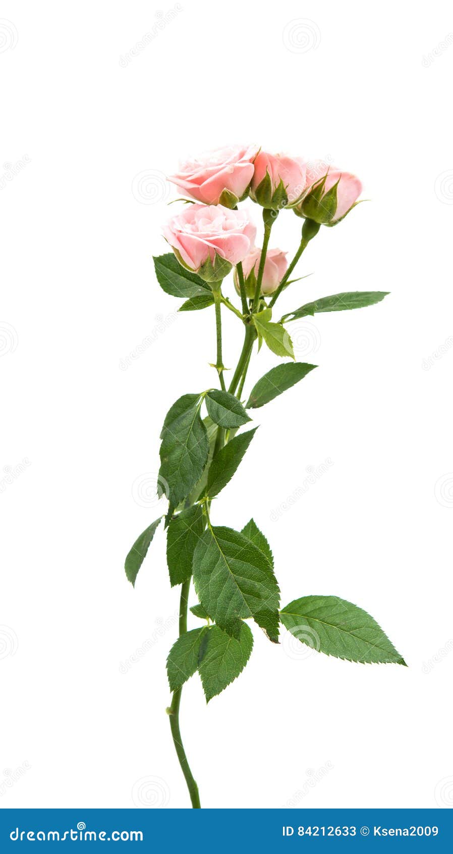Small rose isolated stock image. Image of closeup, leaflets - 84212633