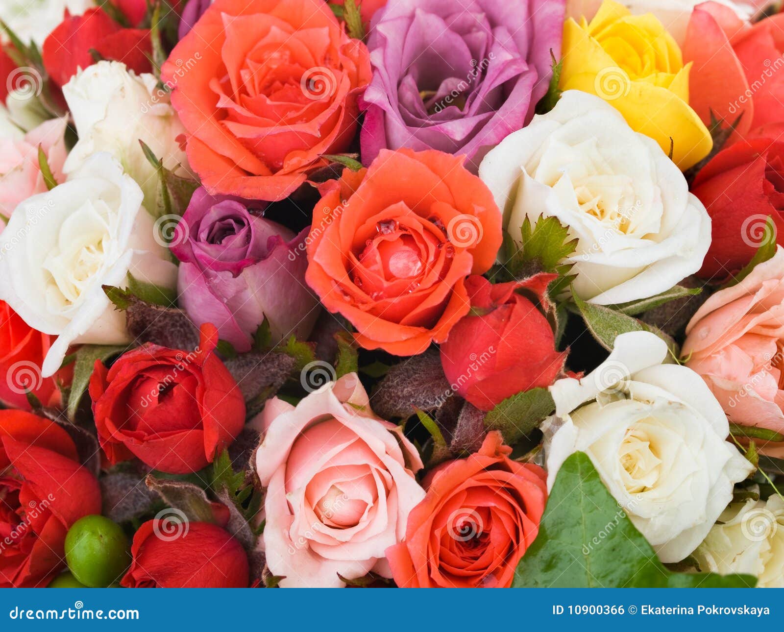 Small roses stock photo. Image of orange, border, beautiful - 10900366