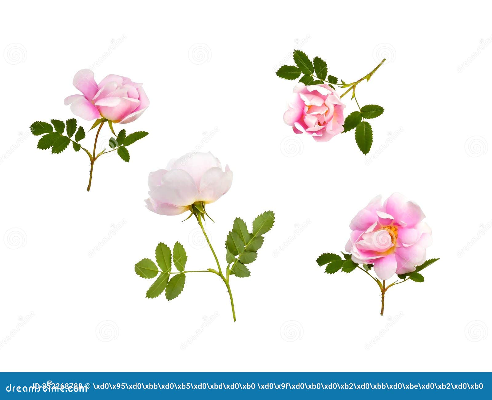 Small Roses with Leaves on a White Background. Stock Illustration ...