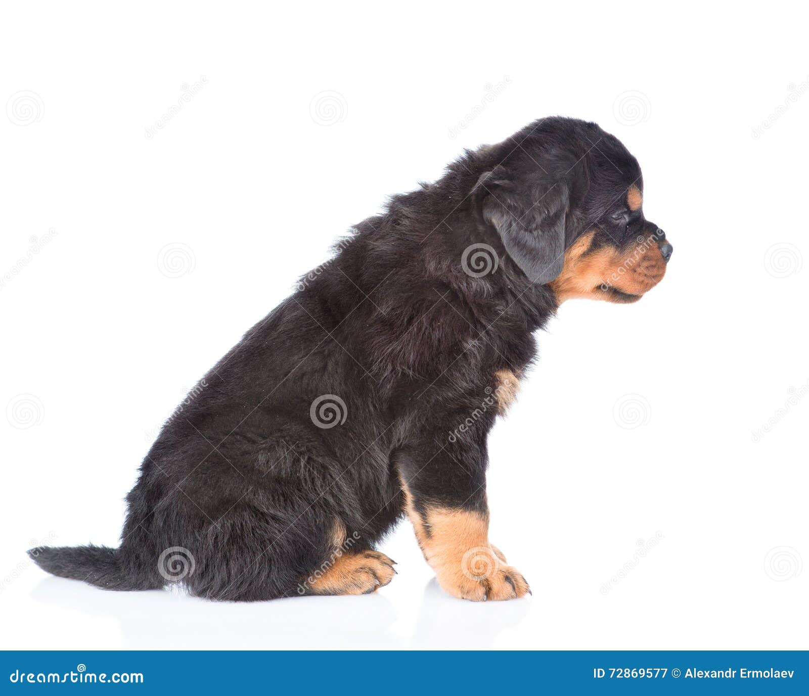 Small Rottweiler Puppy Sitting in Profile. Isolated on White Stock ...