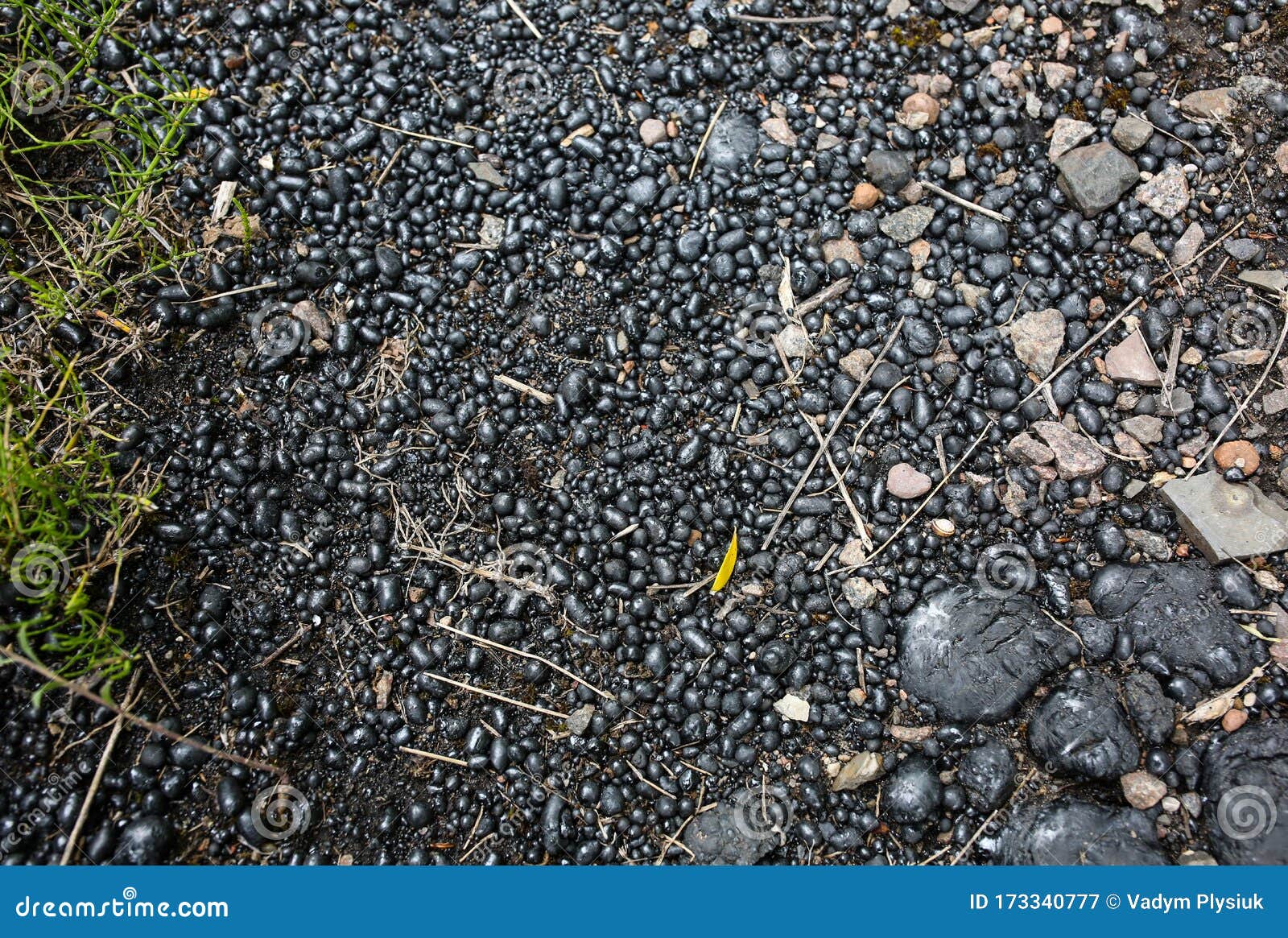Small Round Black Stones Lying on the Ground in the Forest. Natural ...