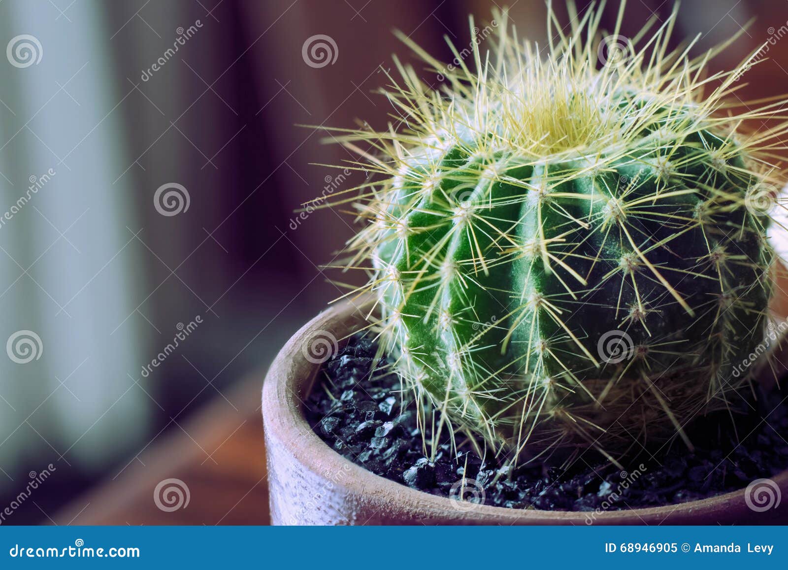 Small round cactus stock image. Image of macro, growing - 68946905