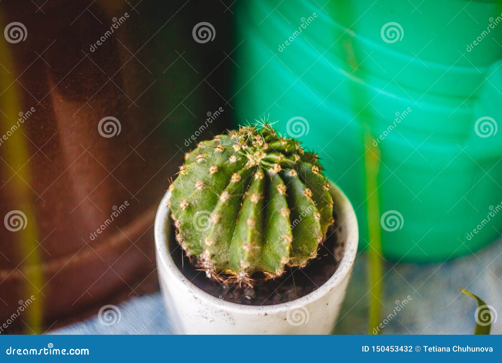 Small Round Cactus in a White Flowerpot on the Balcony Stock Photo ...